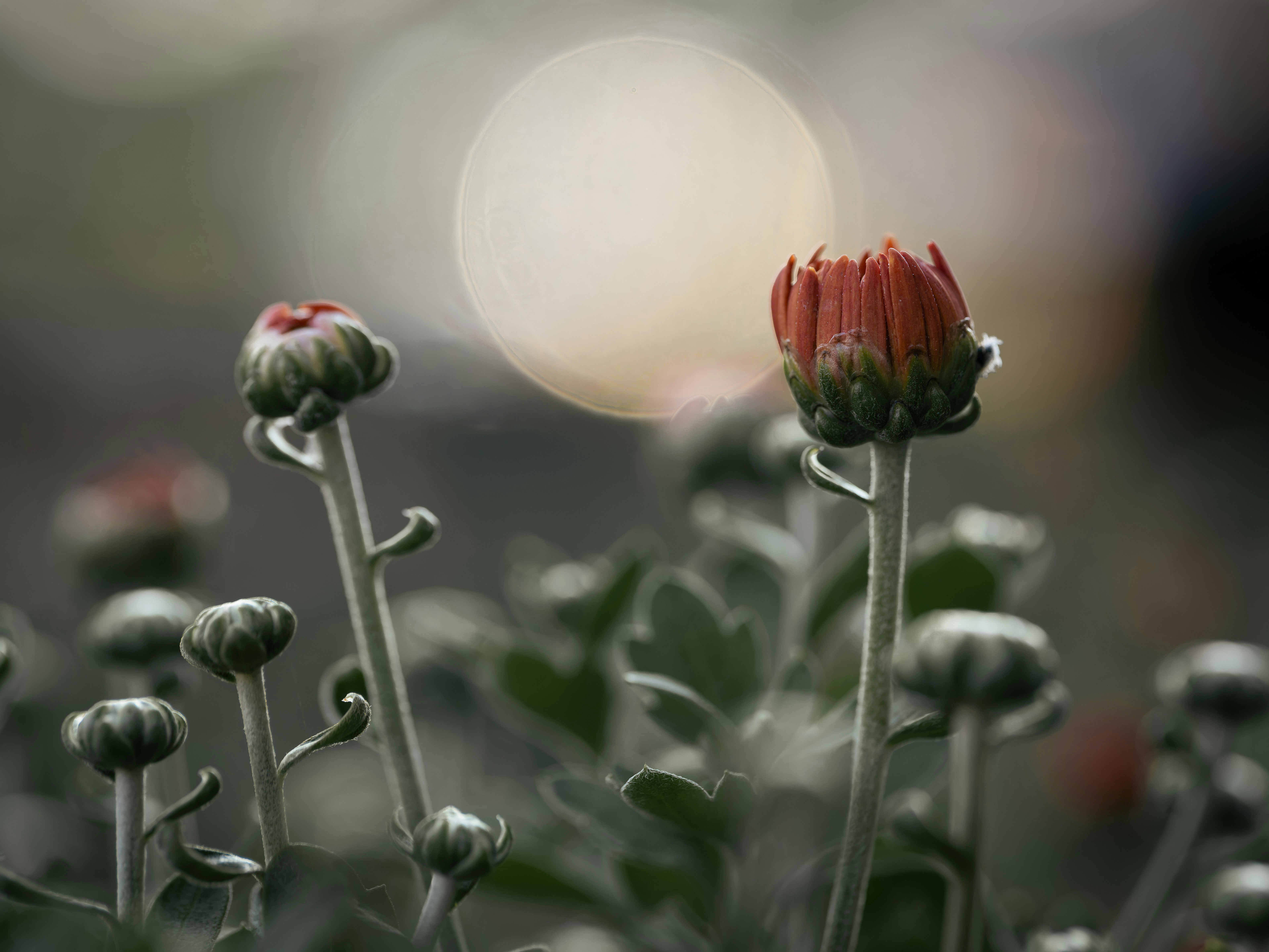 Soft Sunrise Bloom: A Bud Weaves Through the Blur