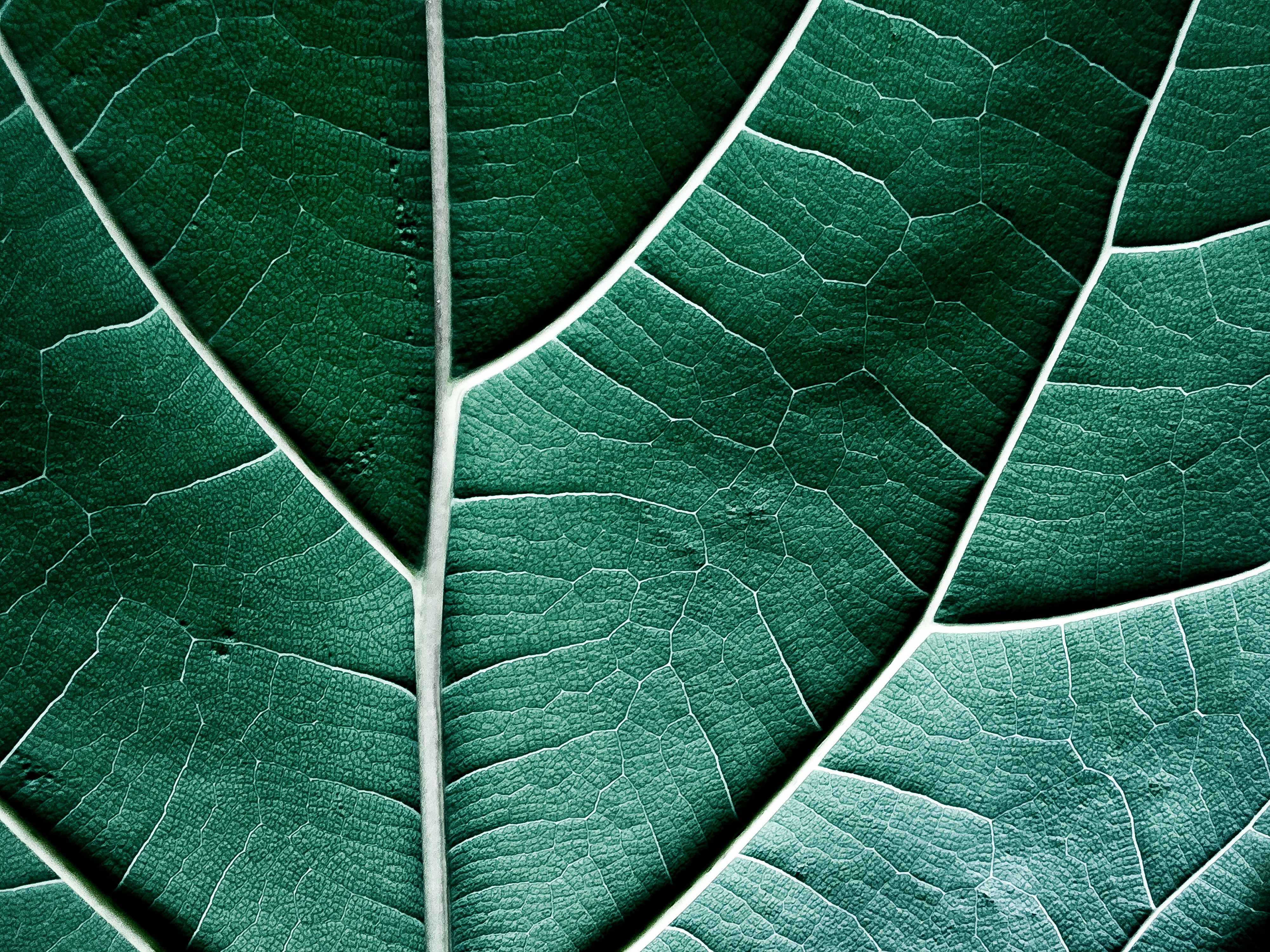 Veined Symmetry: A Macro Study of Green Texture