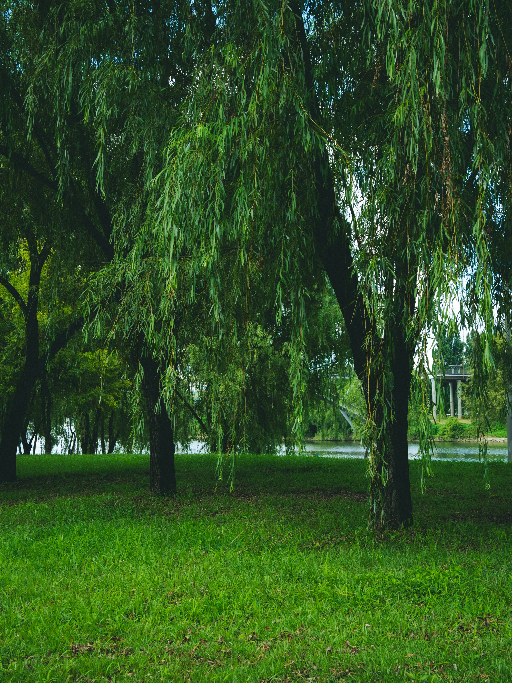 Willow Canopy Over a Tranquil Park Clearing