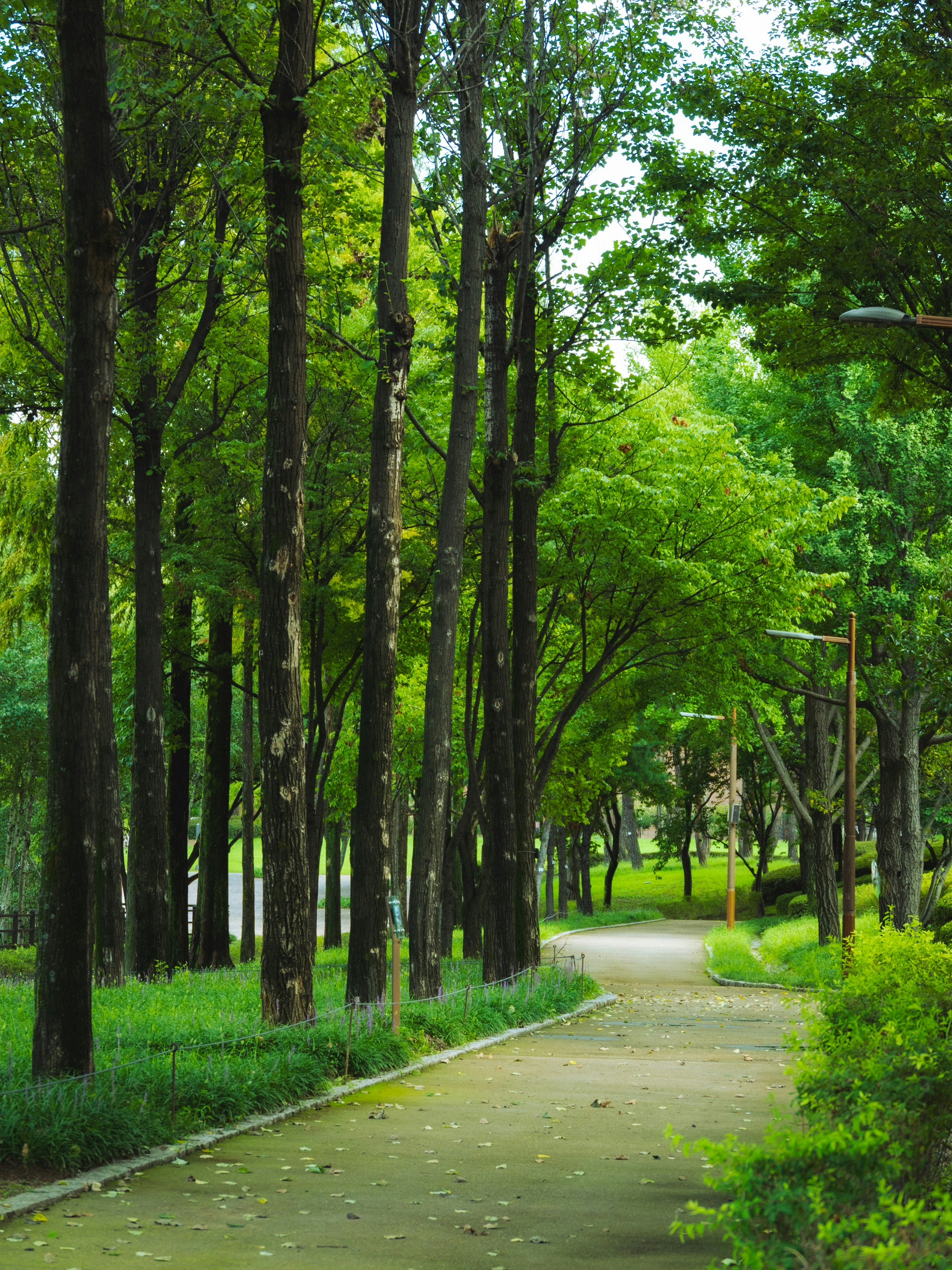 Forest Avenue: A Quiet Path Through Green Cathedral