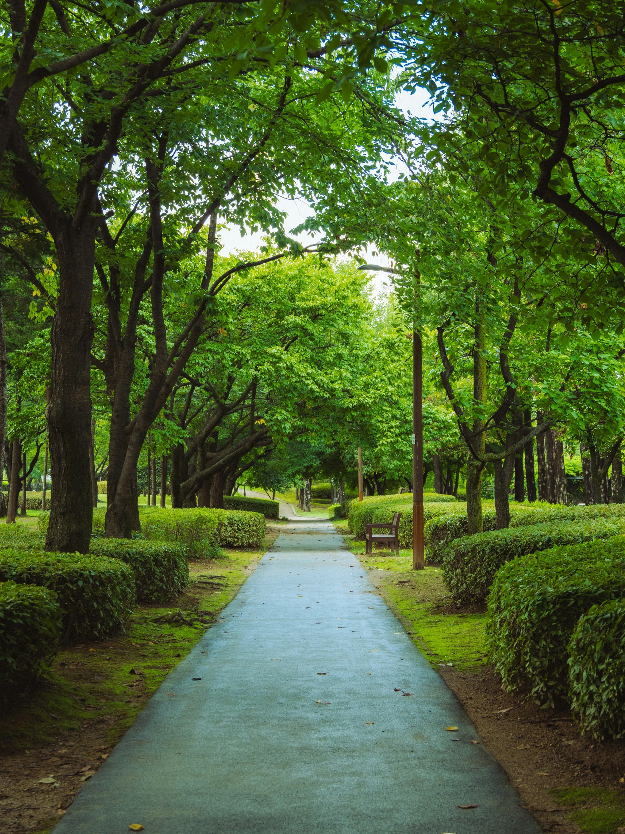 Pathway Through the Emerald Arboretum
