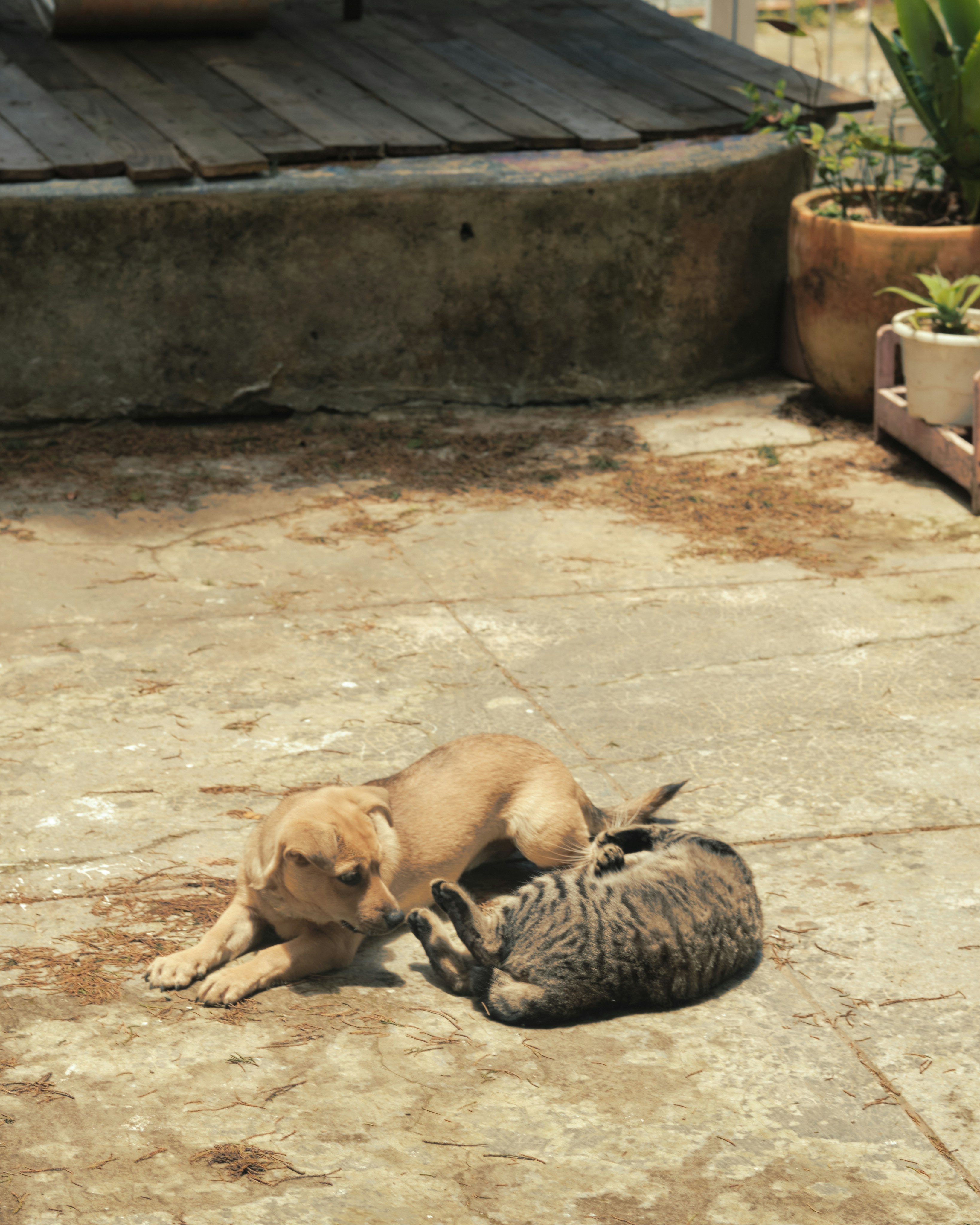 Sunlit courtyard pause: two puppies at play