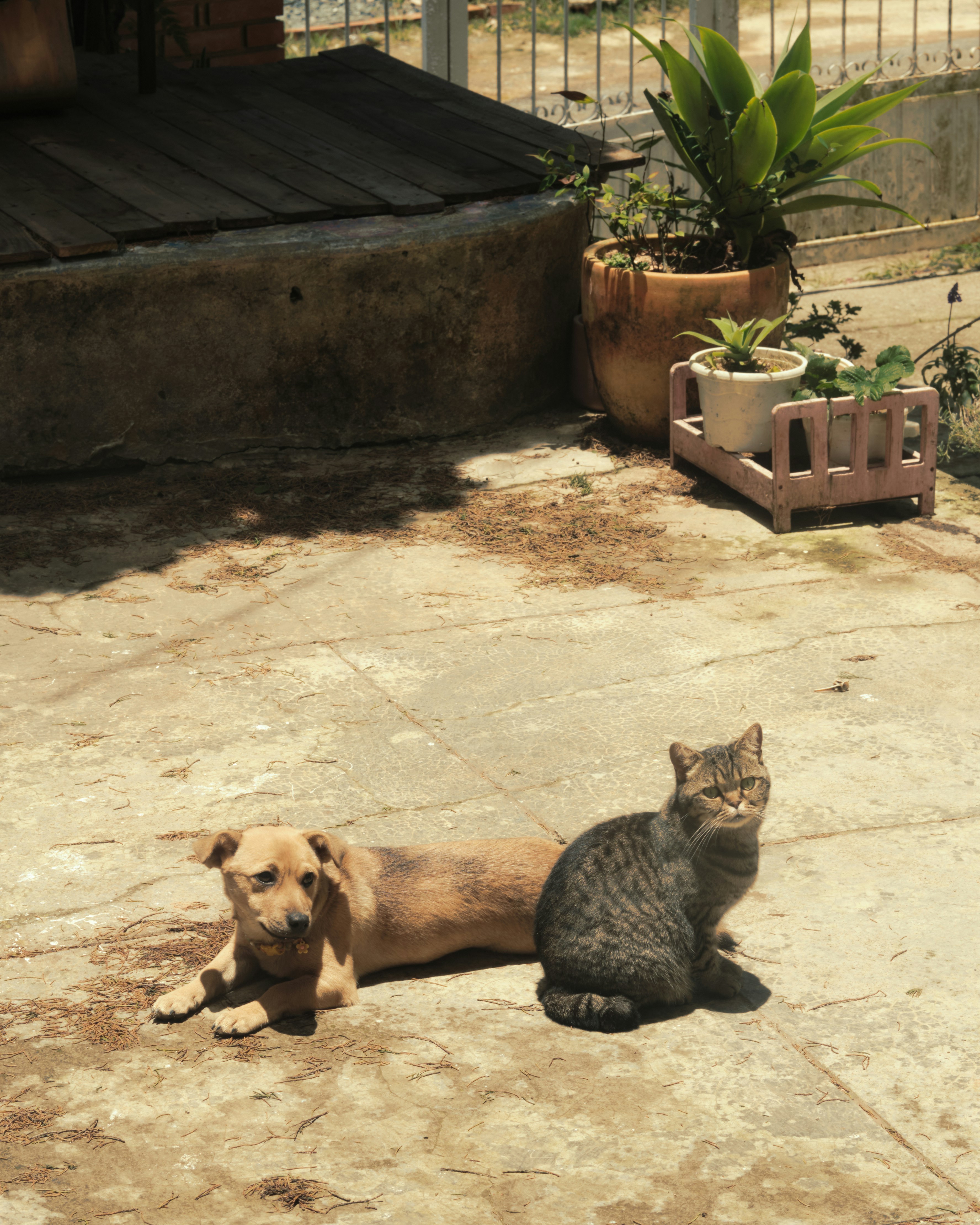 Two Tails on a Sunlit Concrete Stage