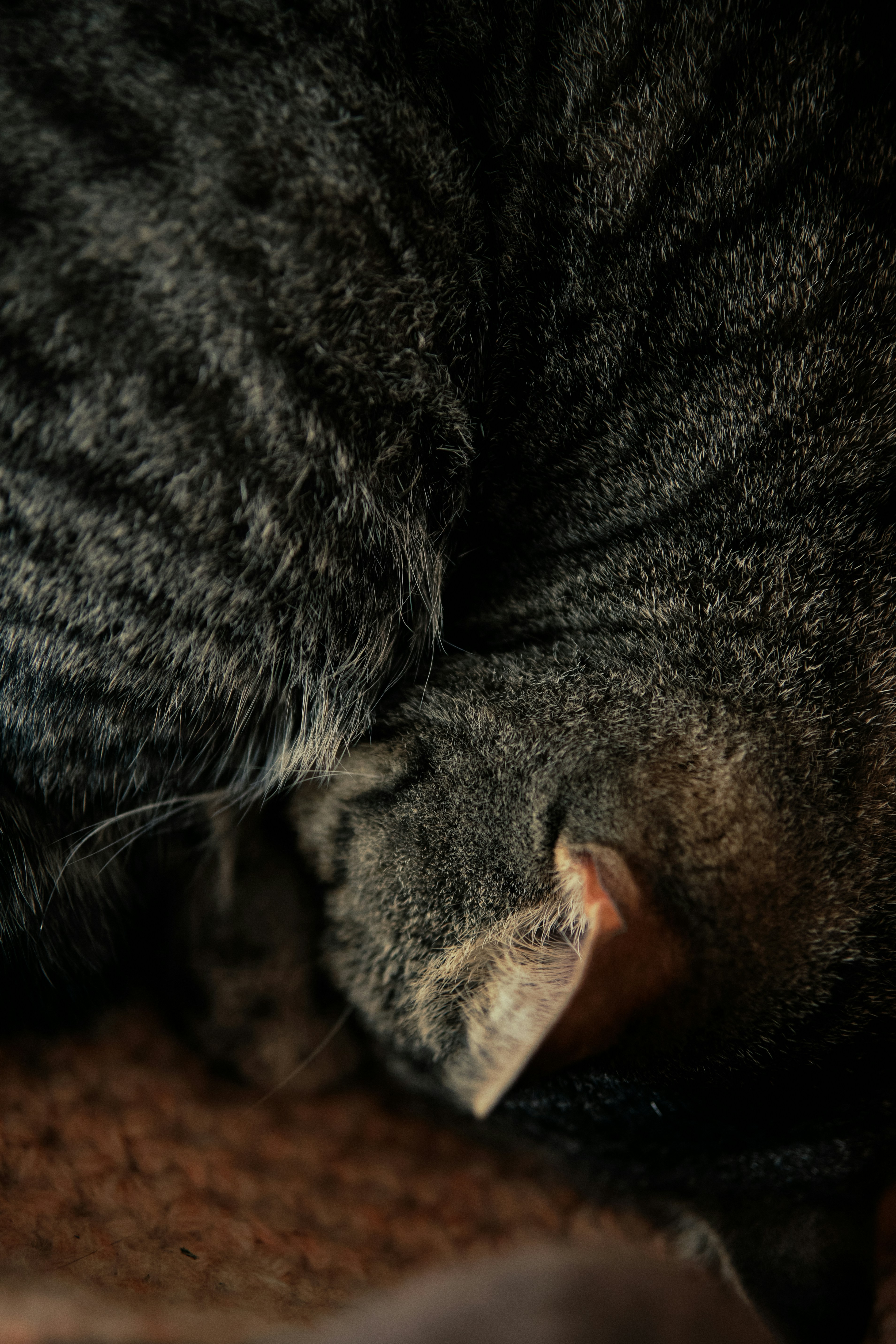 Whiskered Twilight: the Quiet Pause of a Sleeping Cat