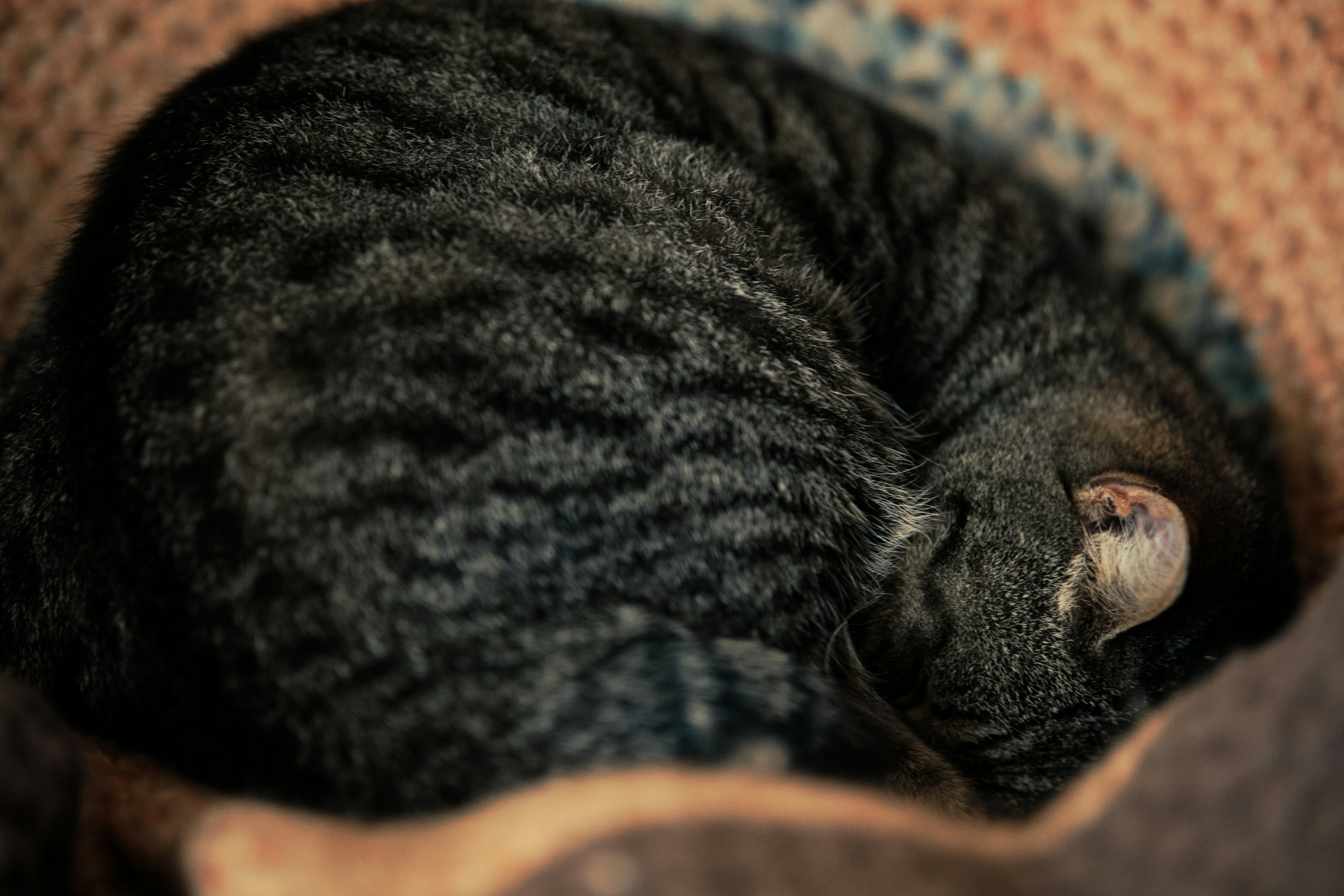 Silent Slumber in a Sunken Nook