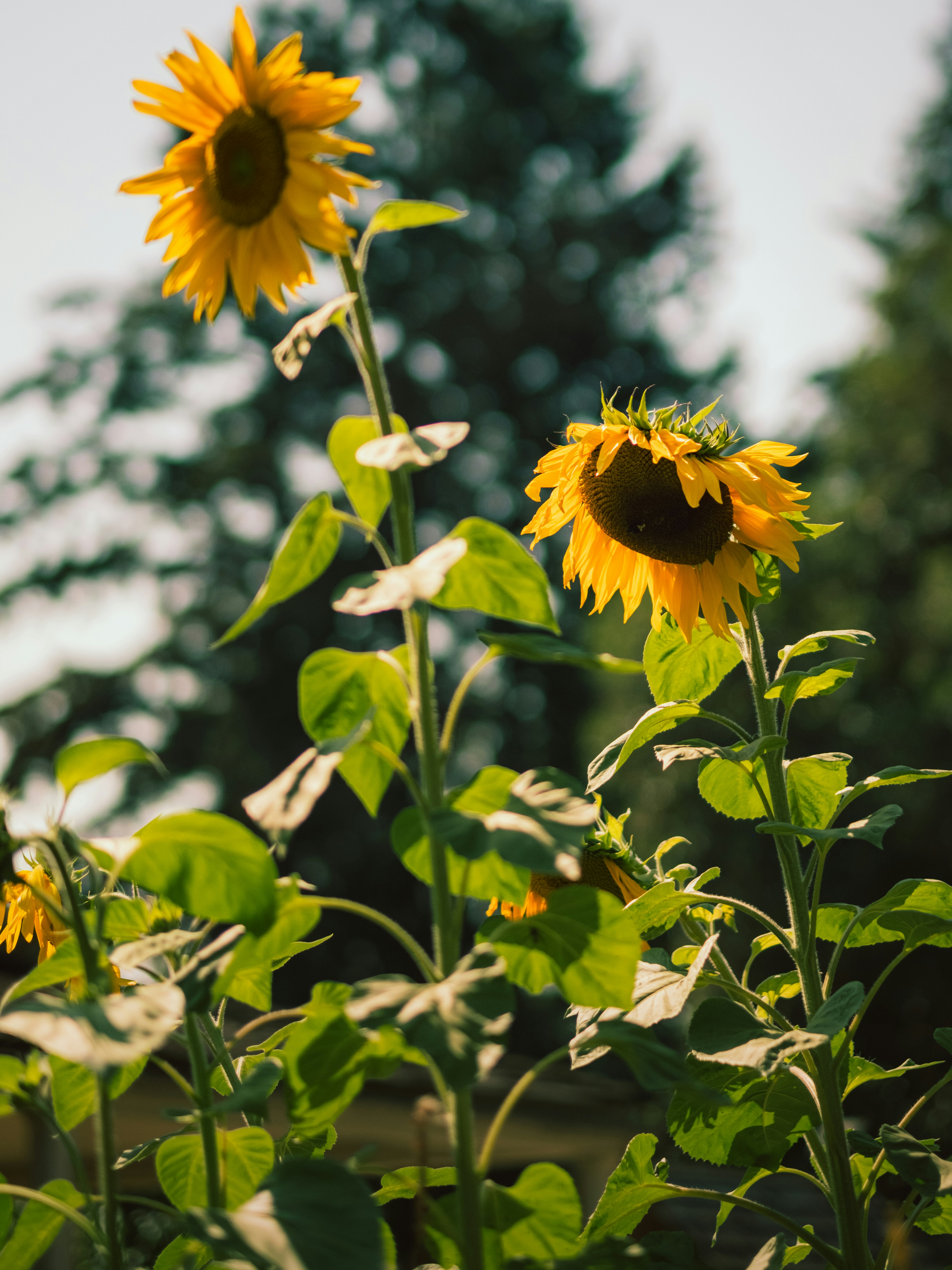Sunlit Facets: Twin Sunflowers Reaching Toward the Sky