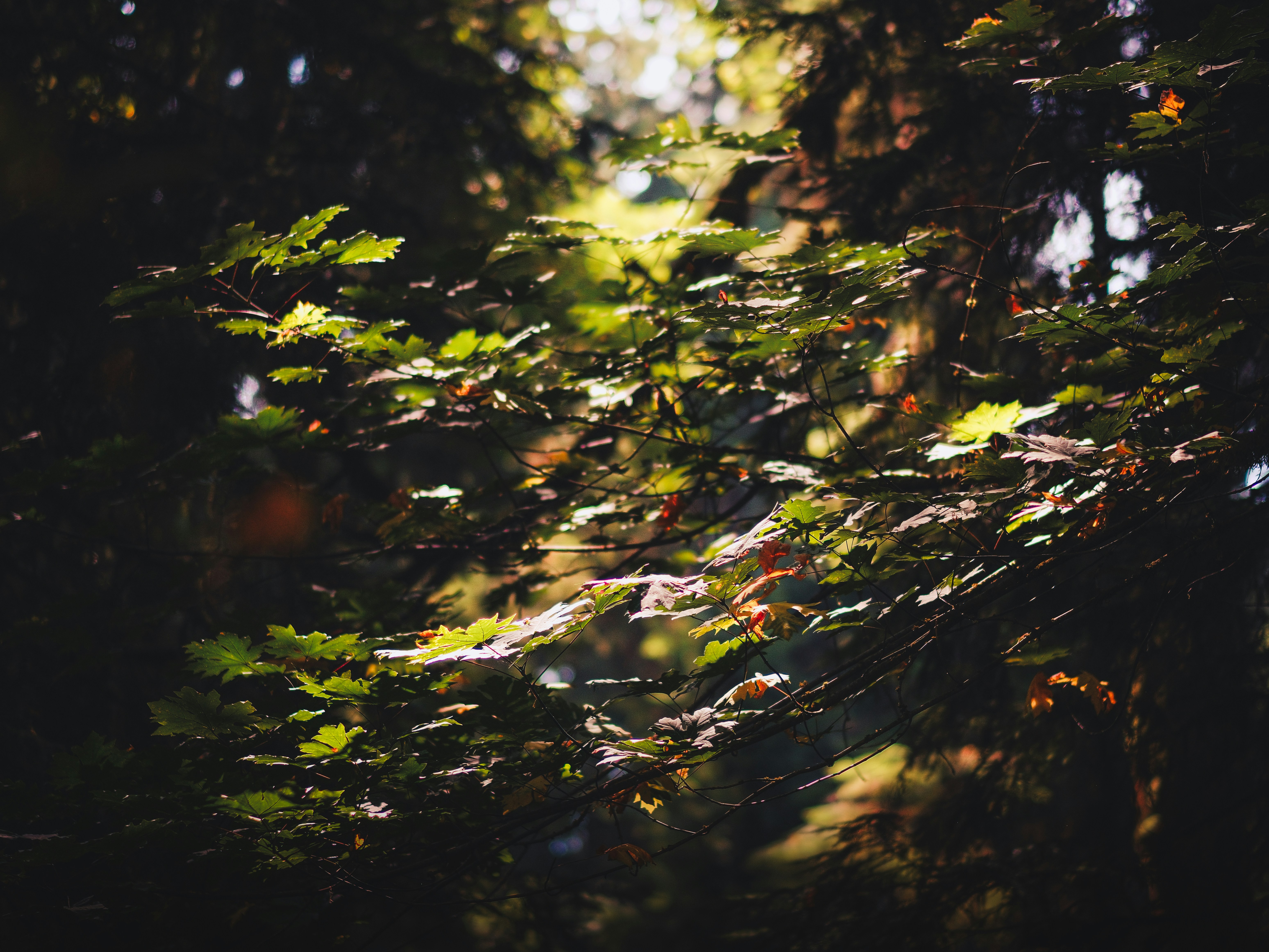 Sun-dappled Maple Canopy with Soft Backlight