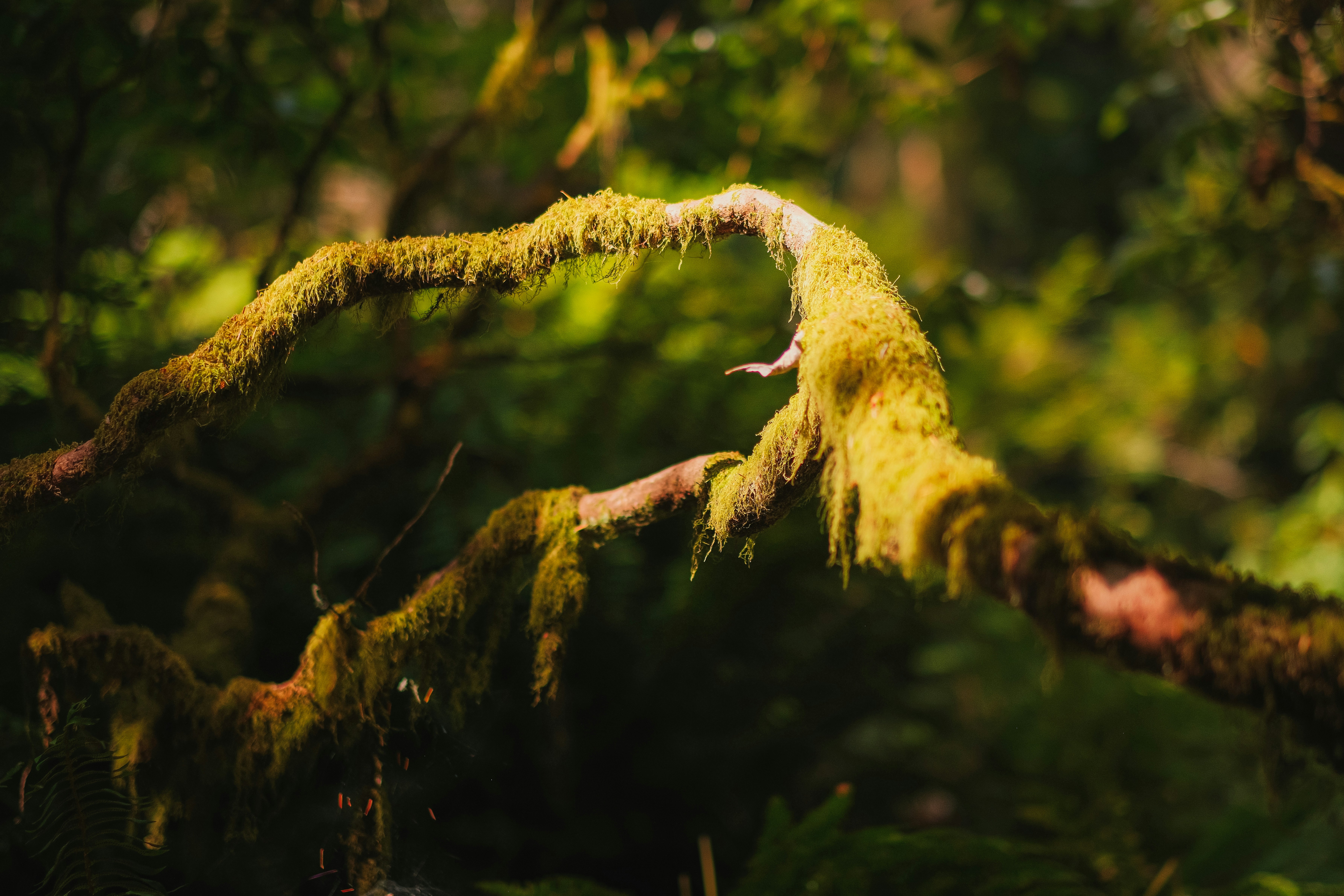 Lichen-Wrapped Forest Arc: Sunlit Branches in Dappled Shade