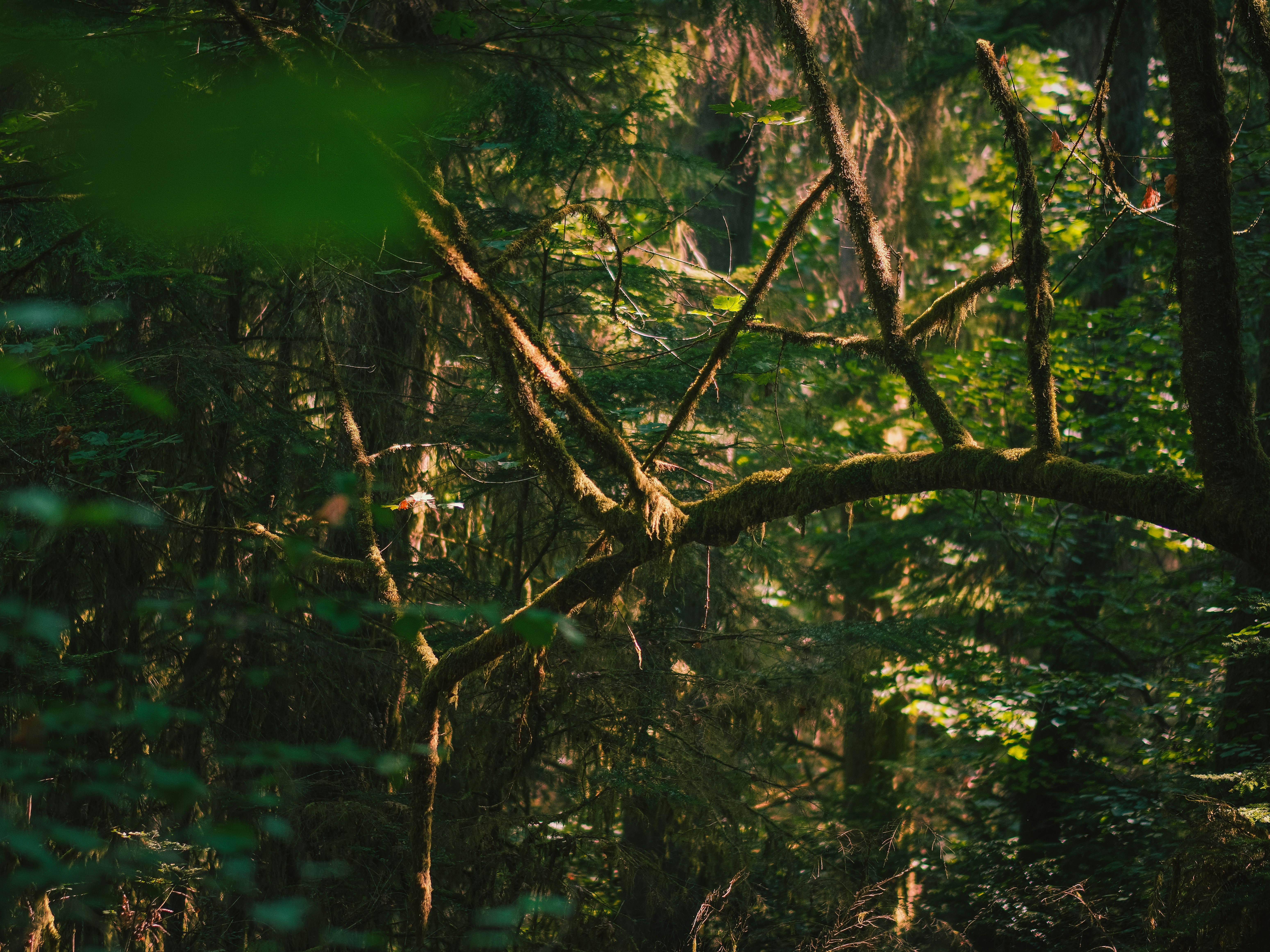 Sunlit Branches Through a Midnight Forest