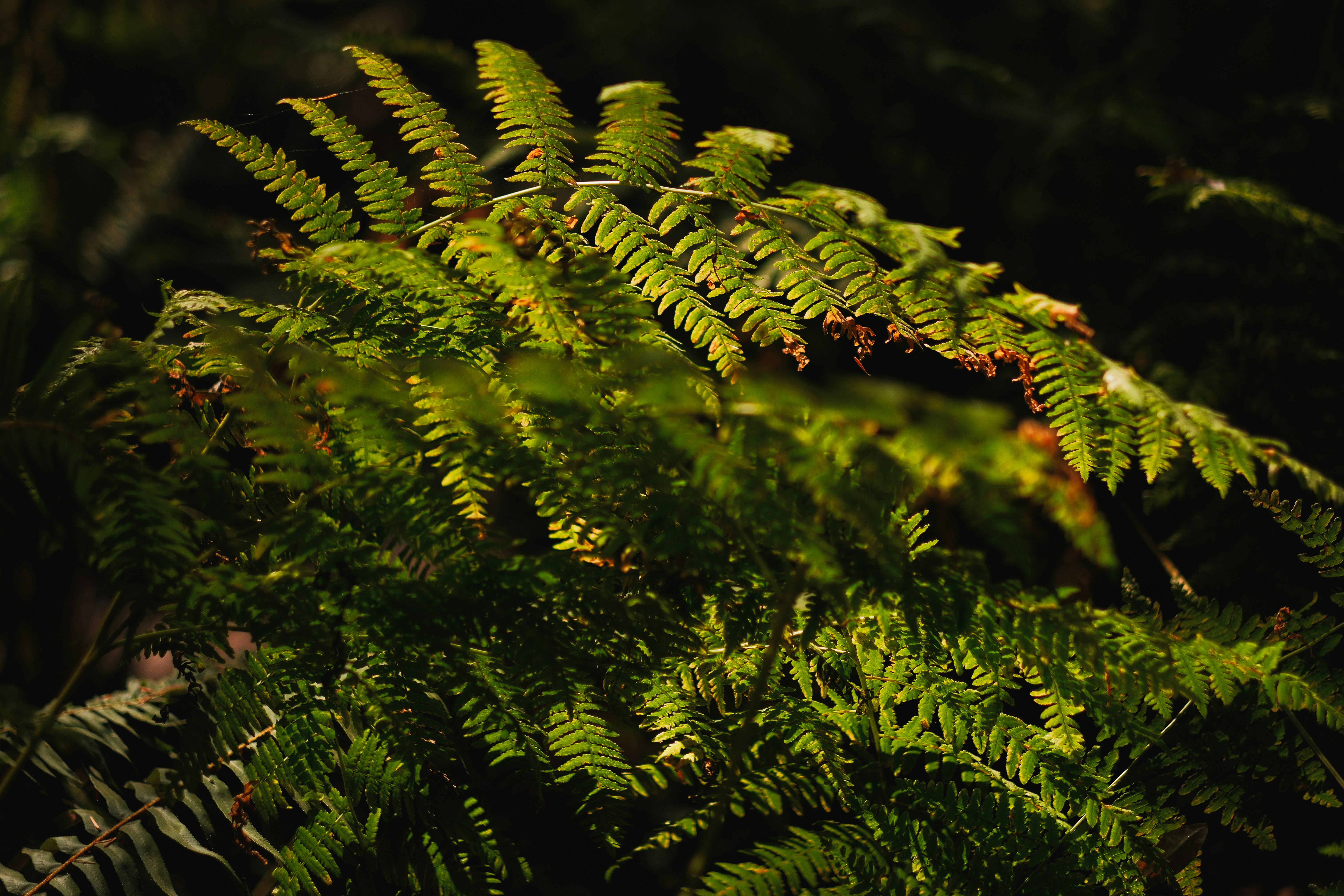 Fronds in Focus: Sunlit Ferns with Deep Green Backdrop