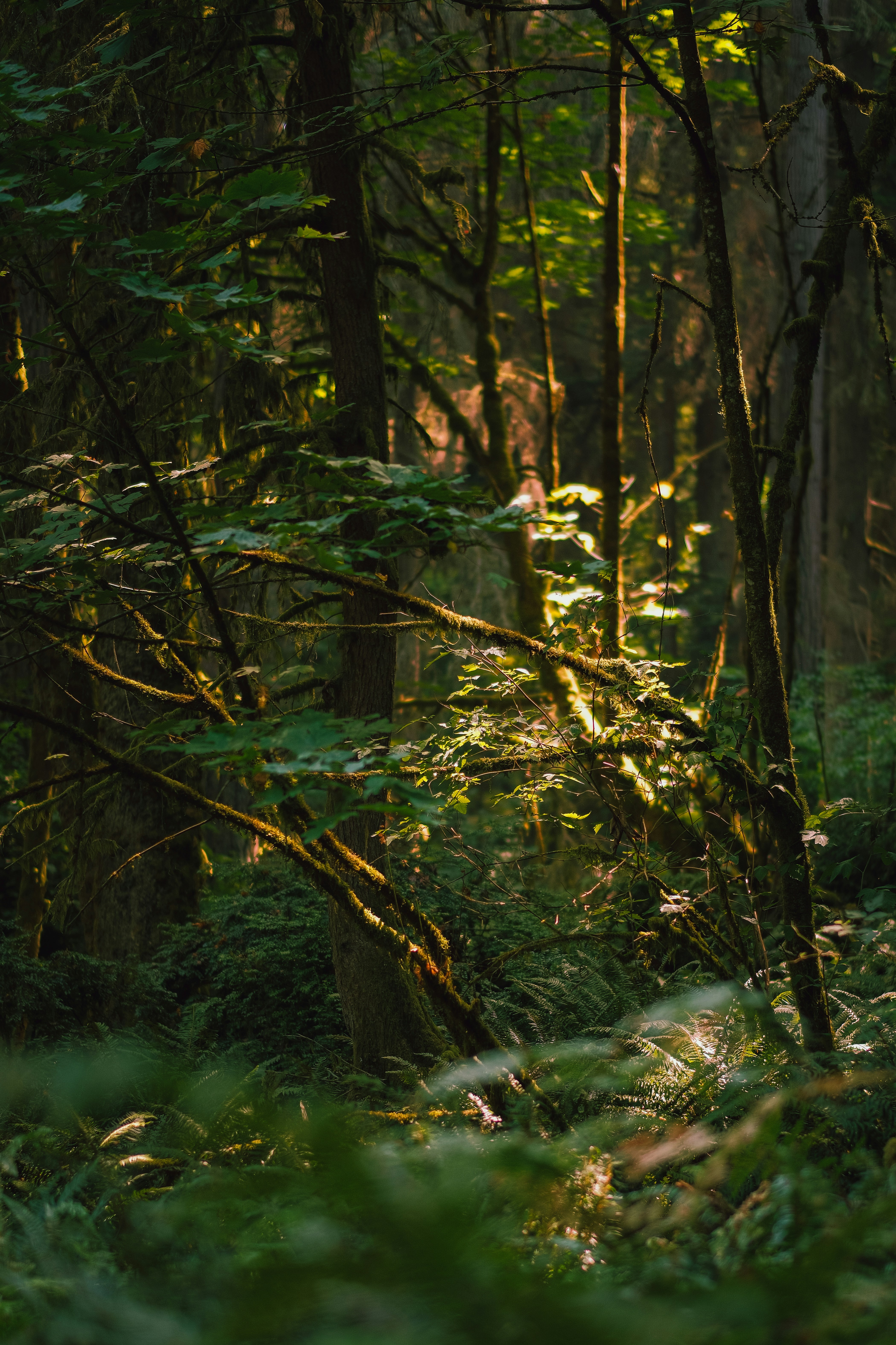 Sunlit Ferns and Moss-Draped Trunks in a Quiet Forest Clearing