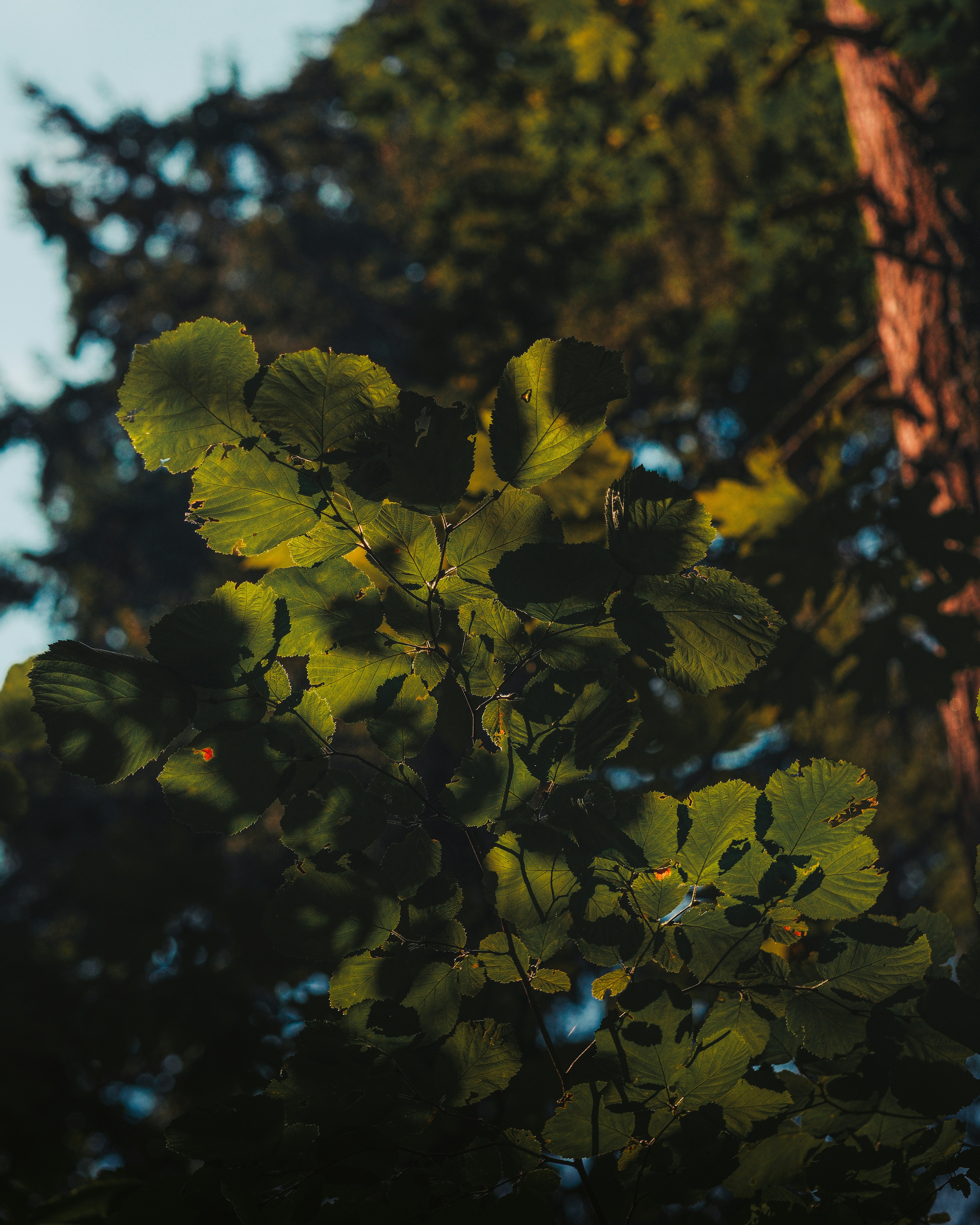Sunlit Leaves Steeped in Forest Quiet