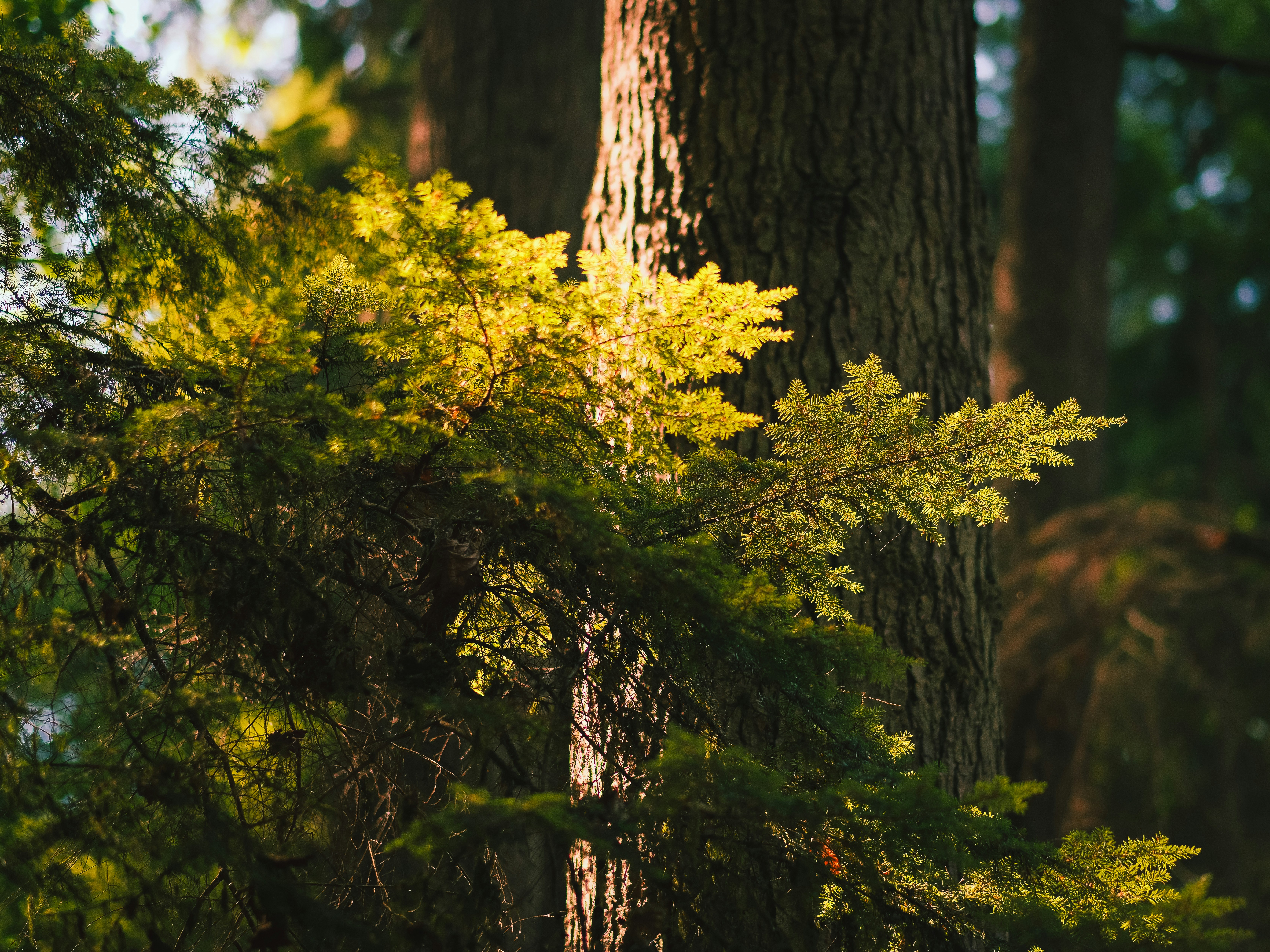 Sunlit Cedar Foliage Framed by Ancient Trunk