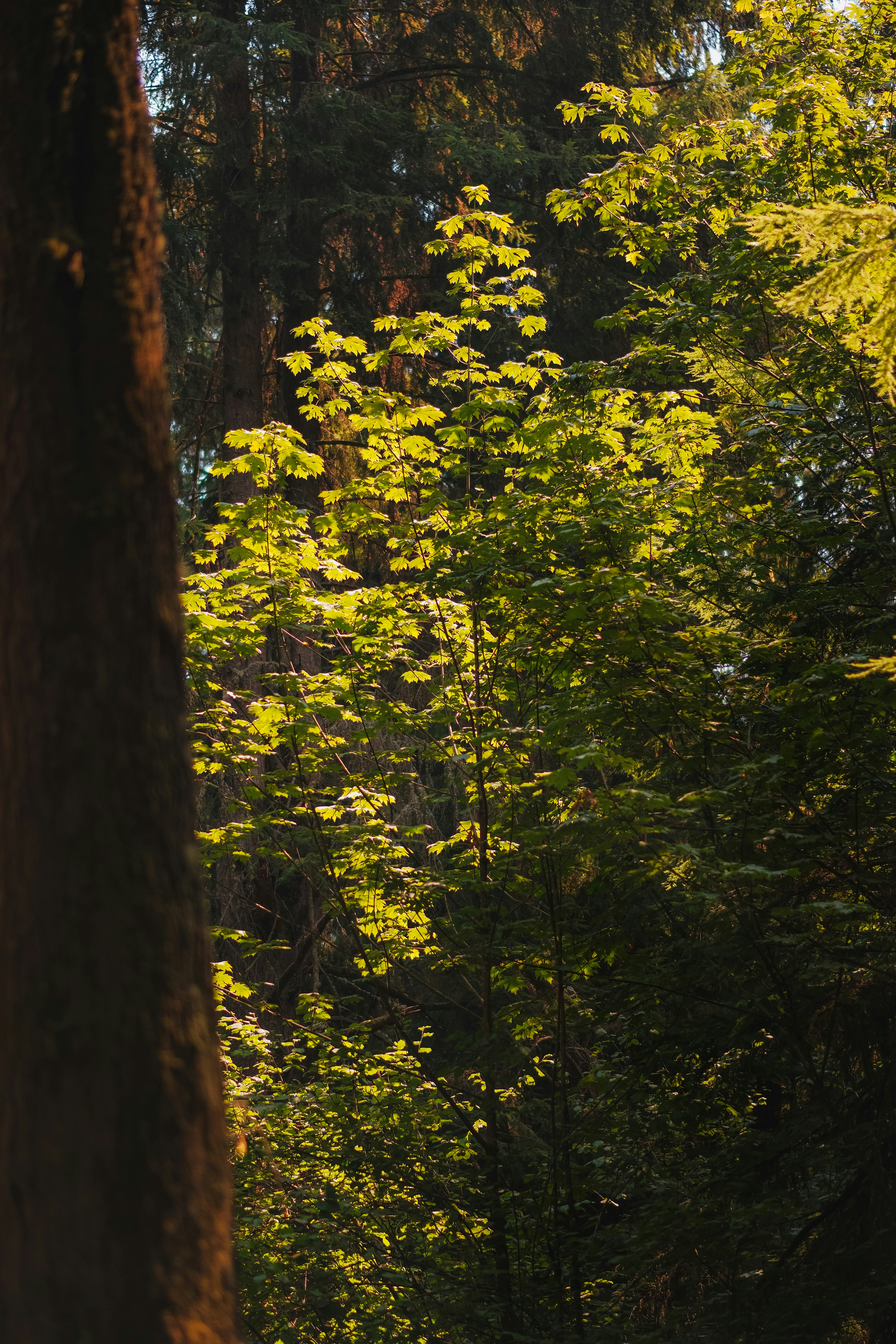 Golden Saplings in a Backlit Green Canopy