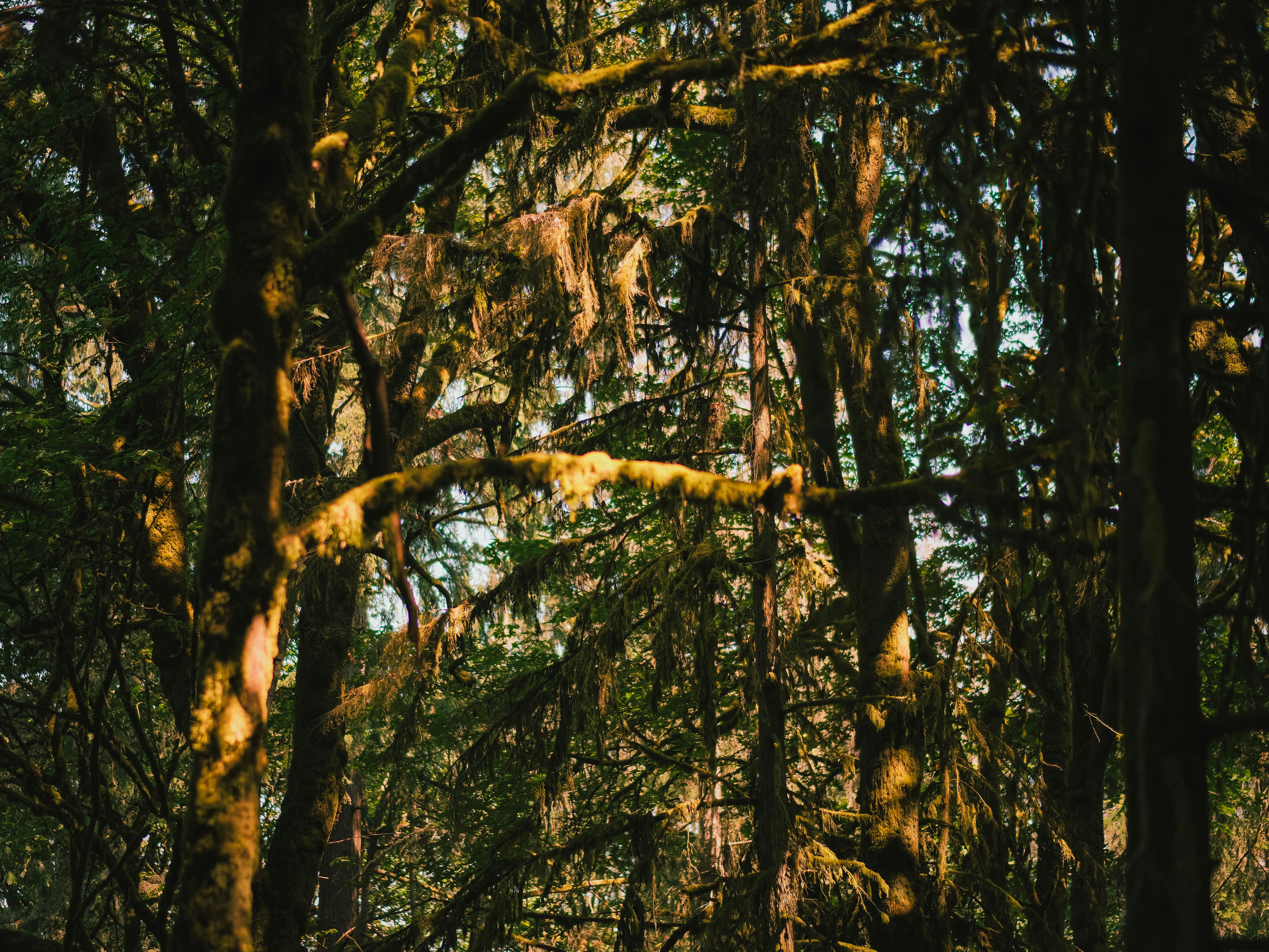 Moss-inked Pines in Autumn Light