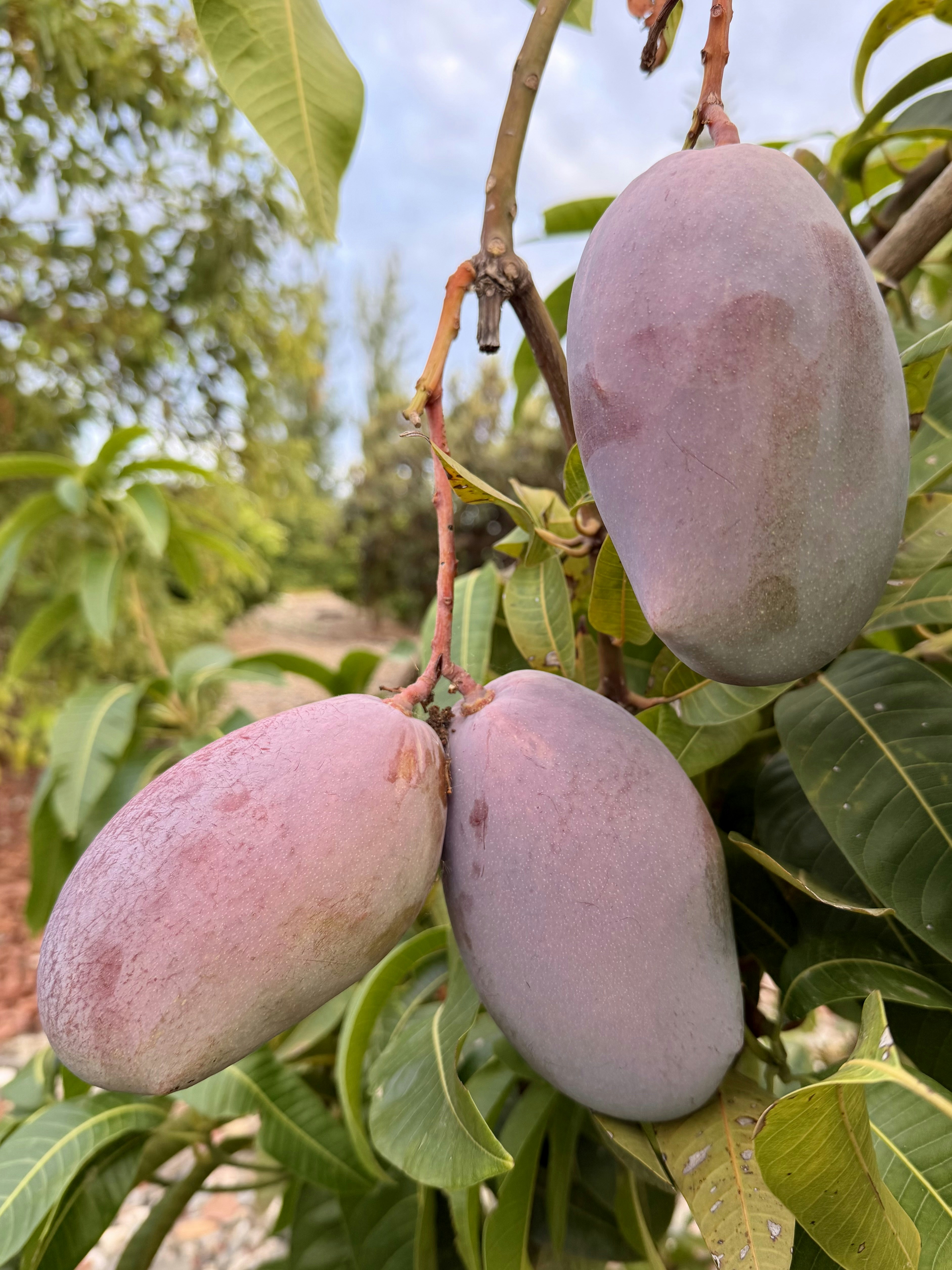 Several ripe mangoes hang from a branch, with a blurred garden background and lush green leaves framing the fruit.