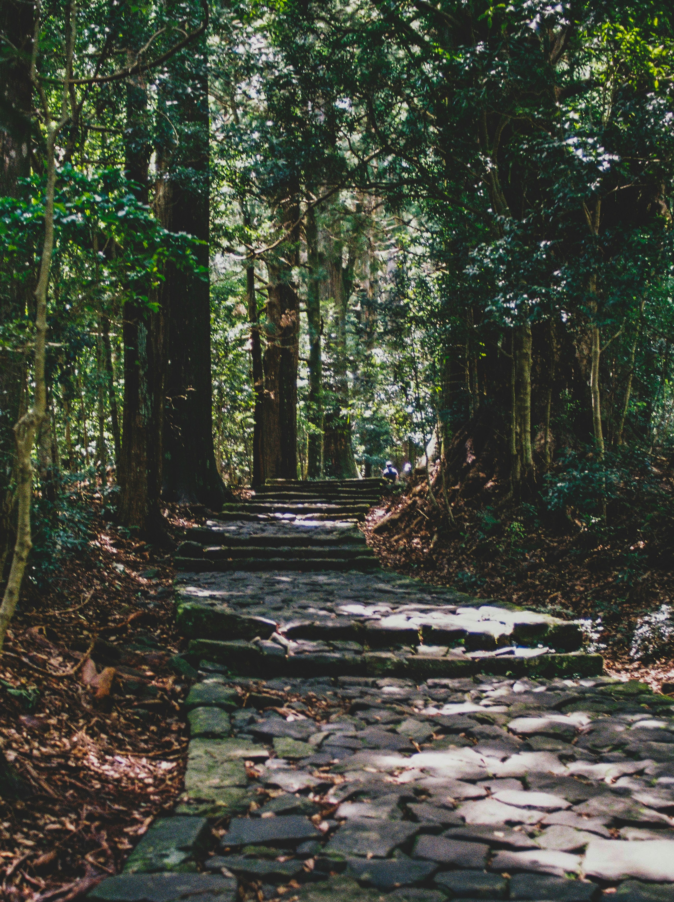 Stone steps wind through a dense, sun-dappled forest, inviting exploration along a quiet woodland path.