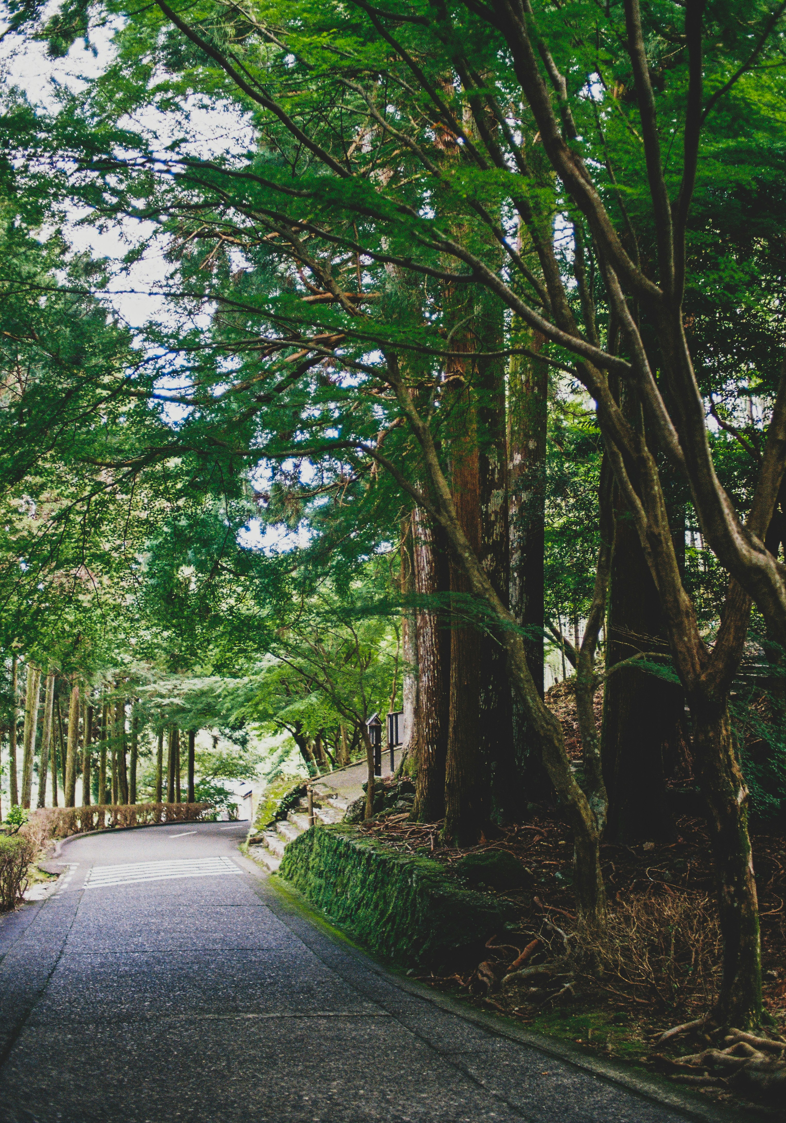 Shaded Path Through an Enchanted Green Corridor