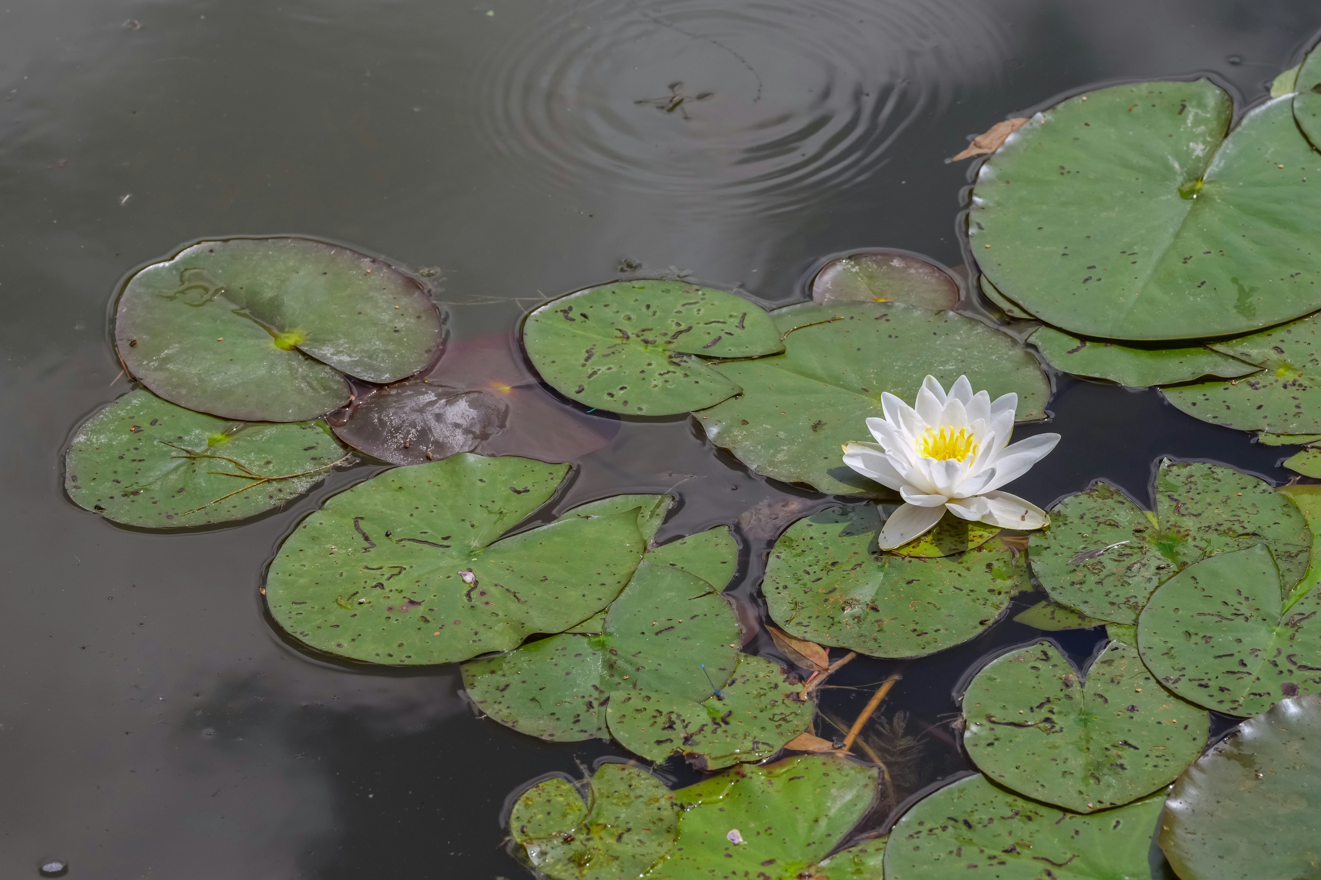 Floating Bloom: a solitary water lily amid moonlit pads