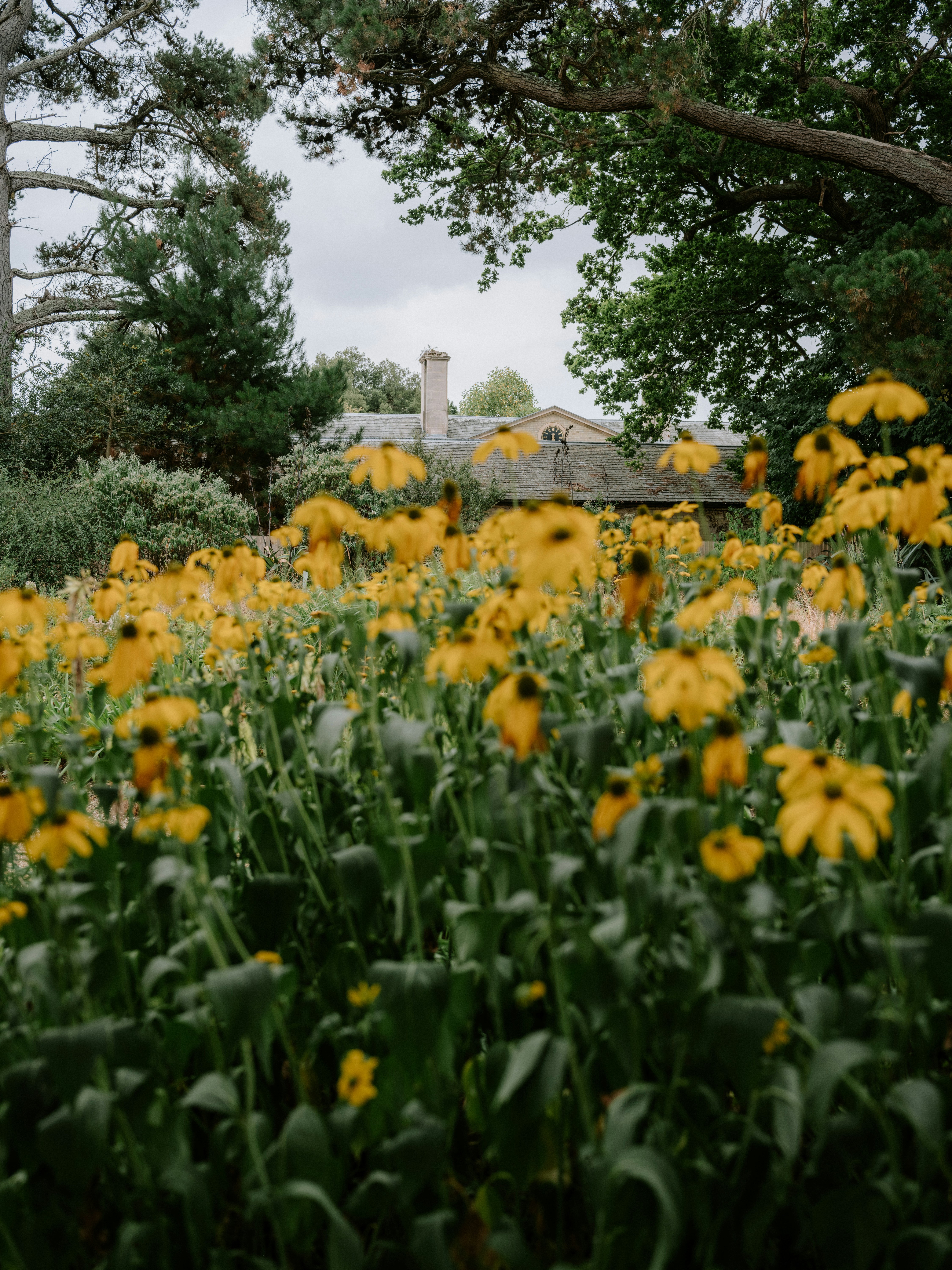 A Field of Gold: sunflowers with a distant estate and overhanging branches