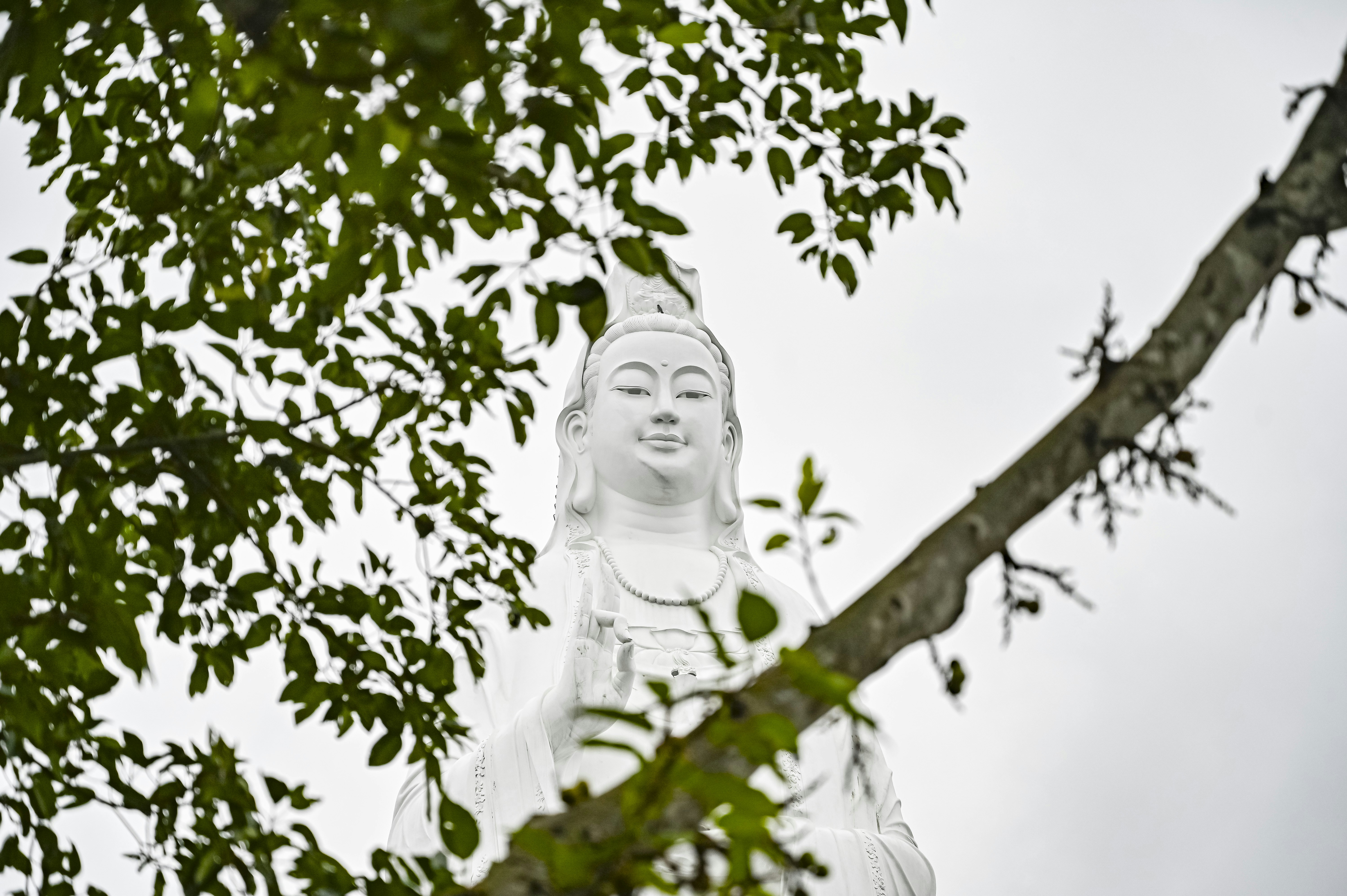 Quiet Sentinel: A White Buddha Surrounded by Green Canopy