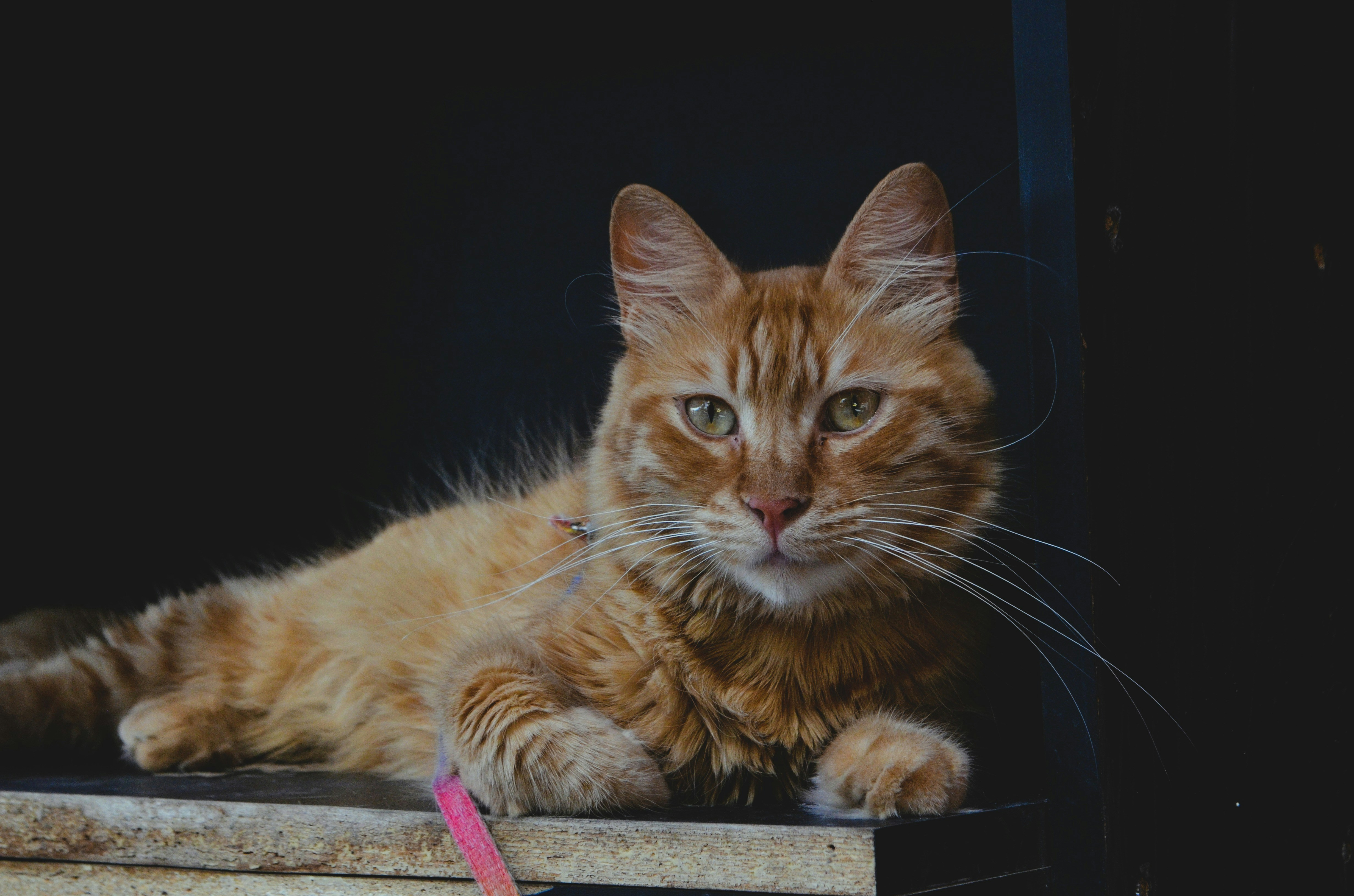Sunlit Orange Whiskers: A Cat at Rest on a Dark Threshold
