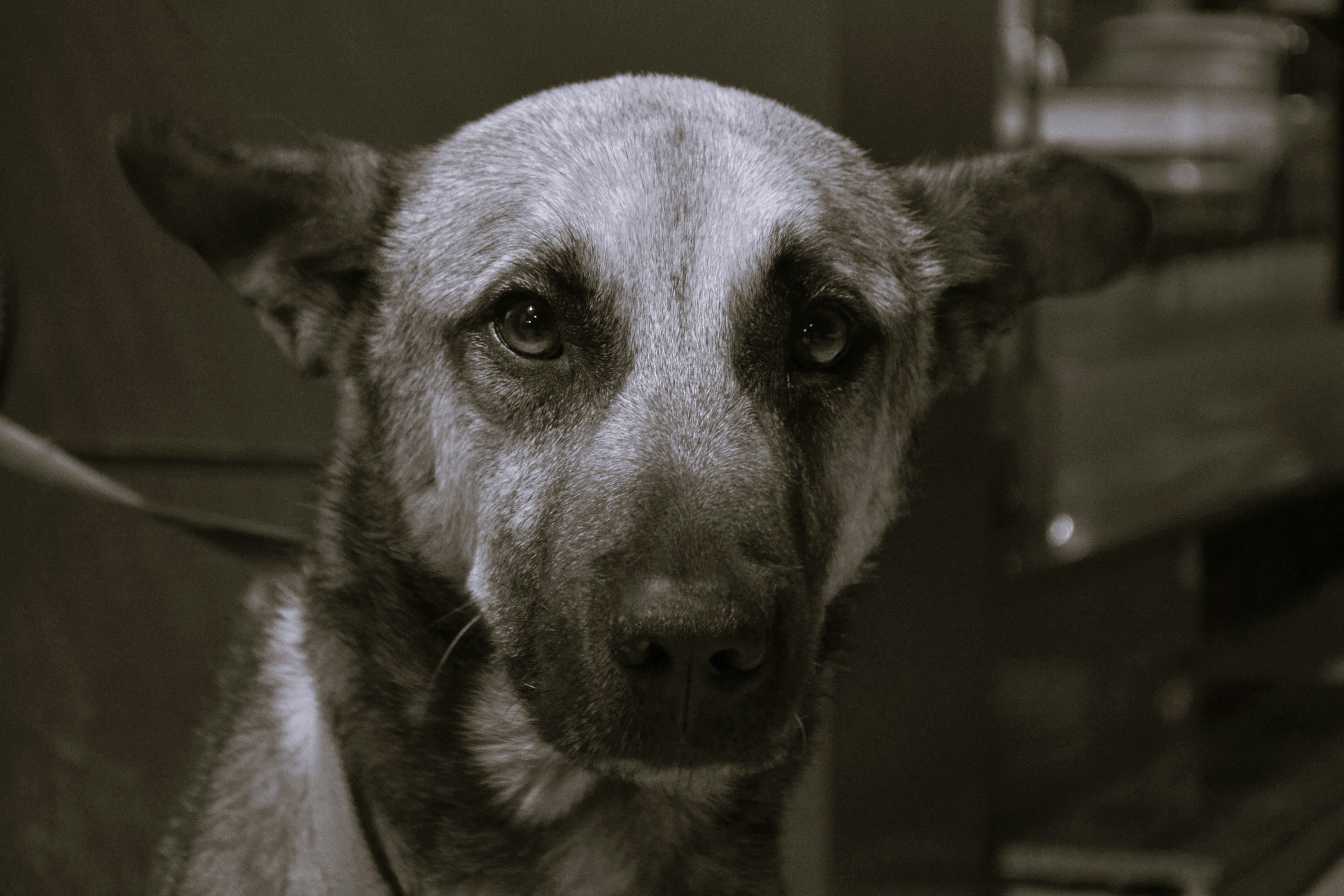 A Quiet Moment: Focused Gaze in Sepia-Pedigreed Portrait