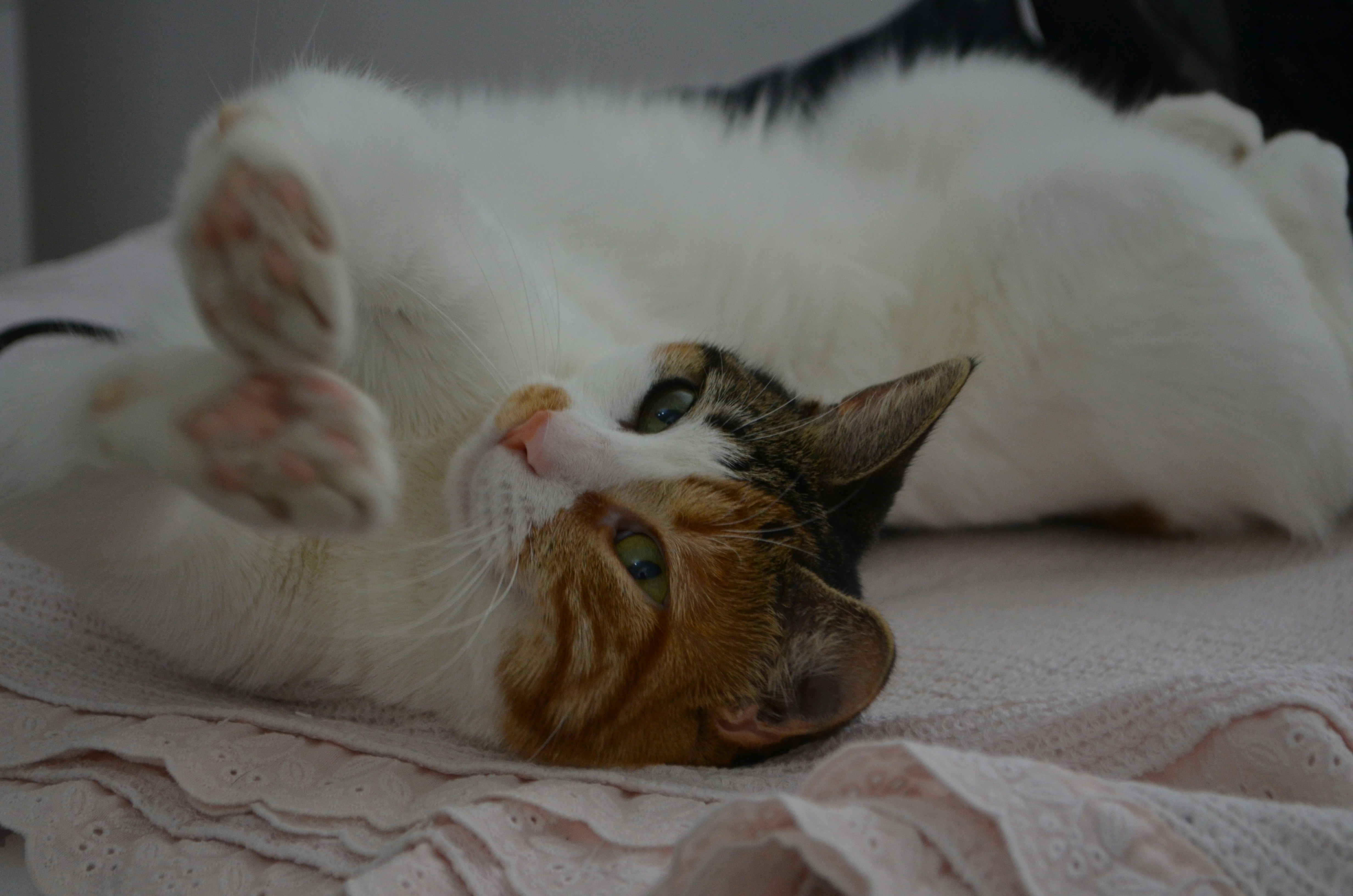 Laid-Back Calico: A Cat's Paws and Gentle Sleep on a Knit Surface