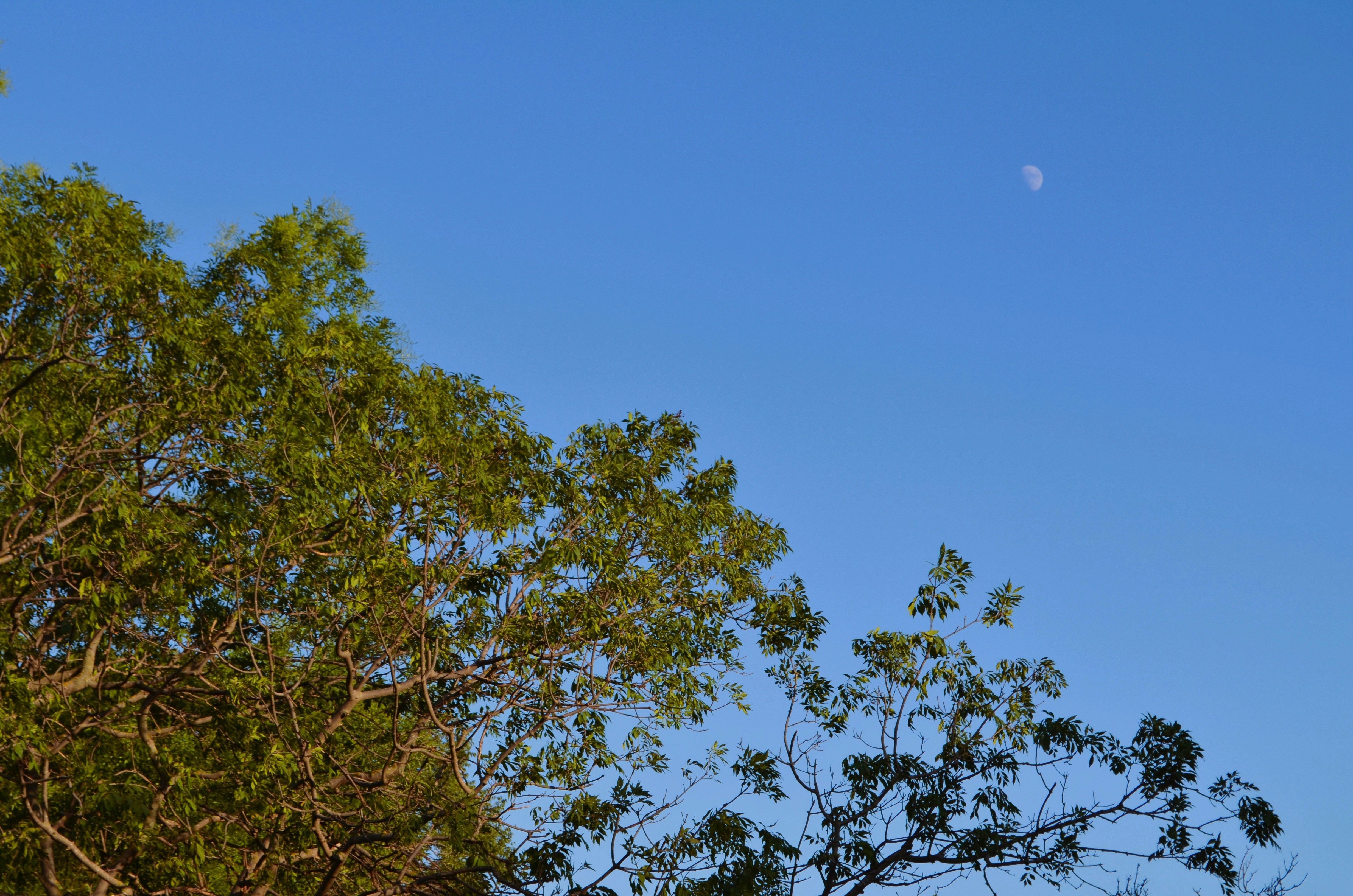 Moon Above the Canopy: A Quiet Sky Over Green Branches