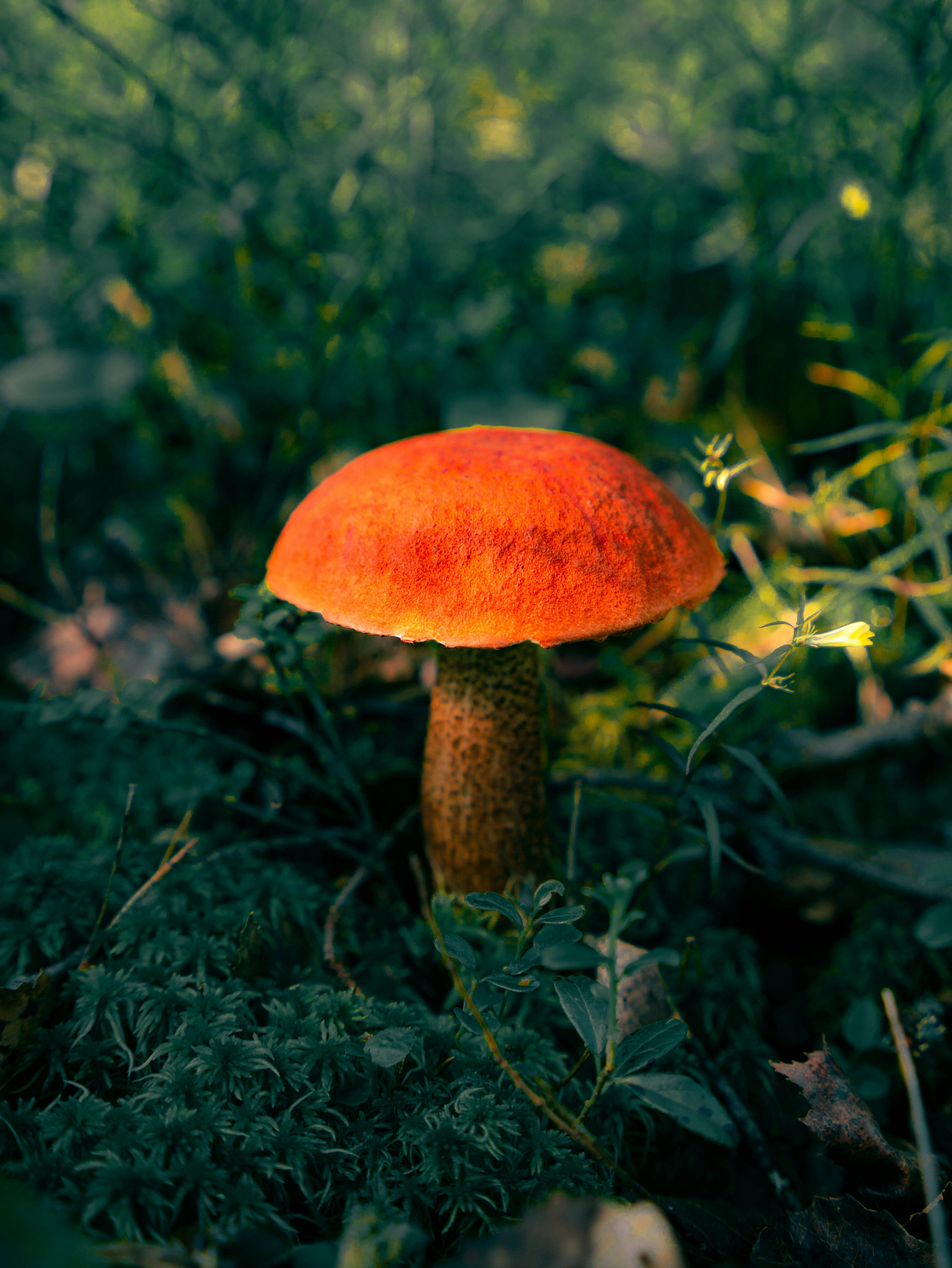 Glowcap in the Fern Night: a vivid red mushroom amid moss and delicate greens