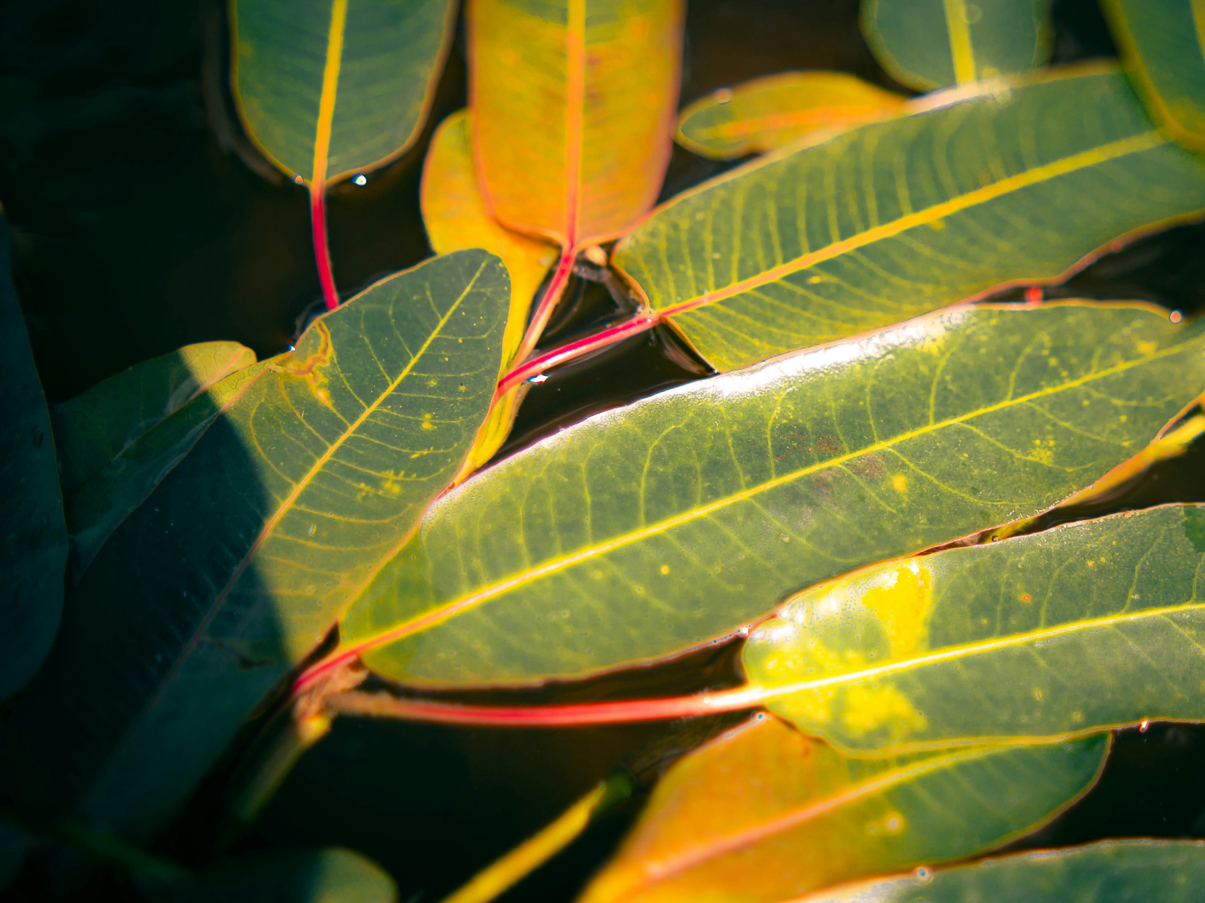 Vivid Citrus Veins: Sunlit Leaves in Close-Up