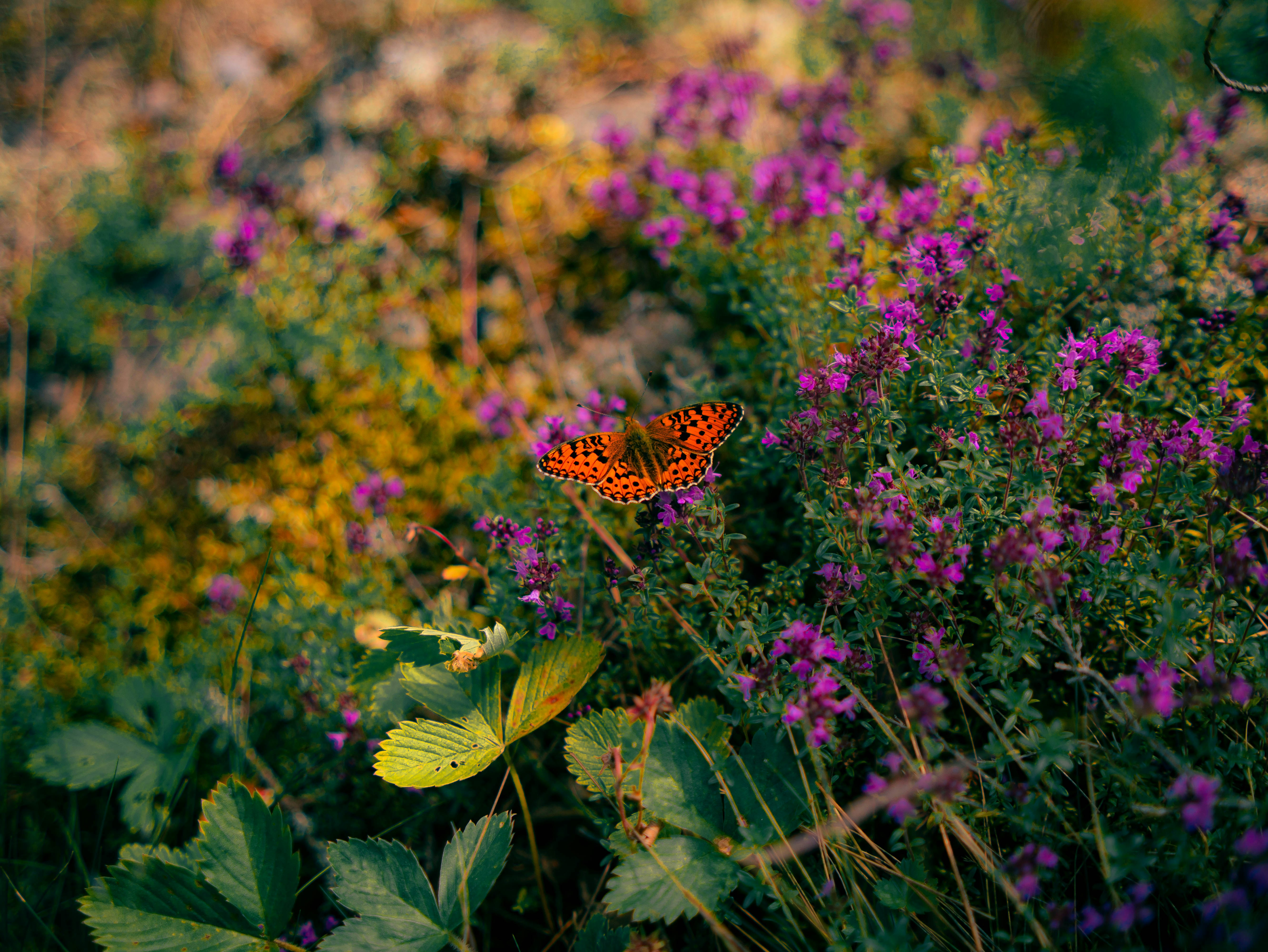 Butterfly Ballet: An Orange Speck Flits Among Lavender and Green