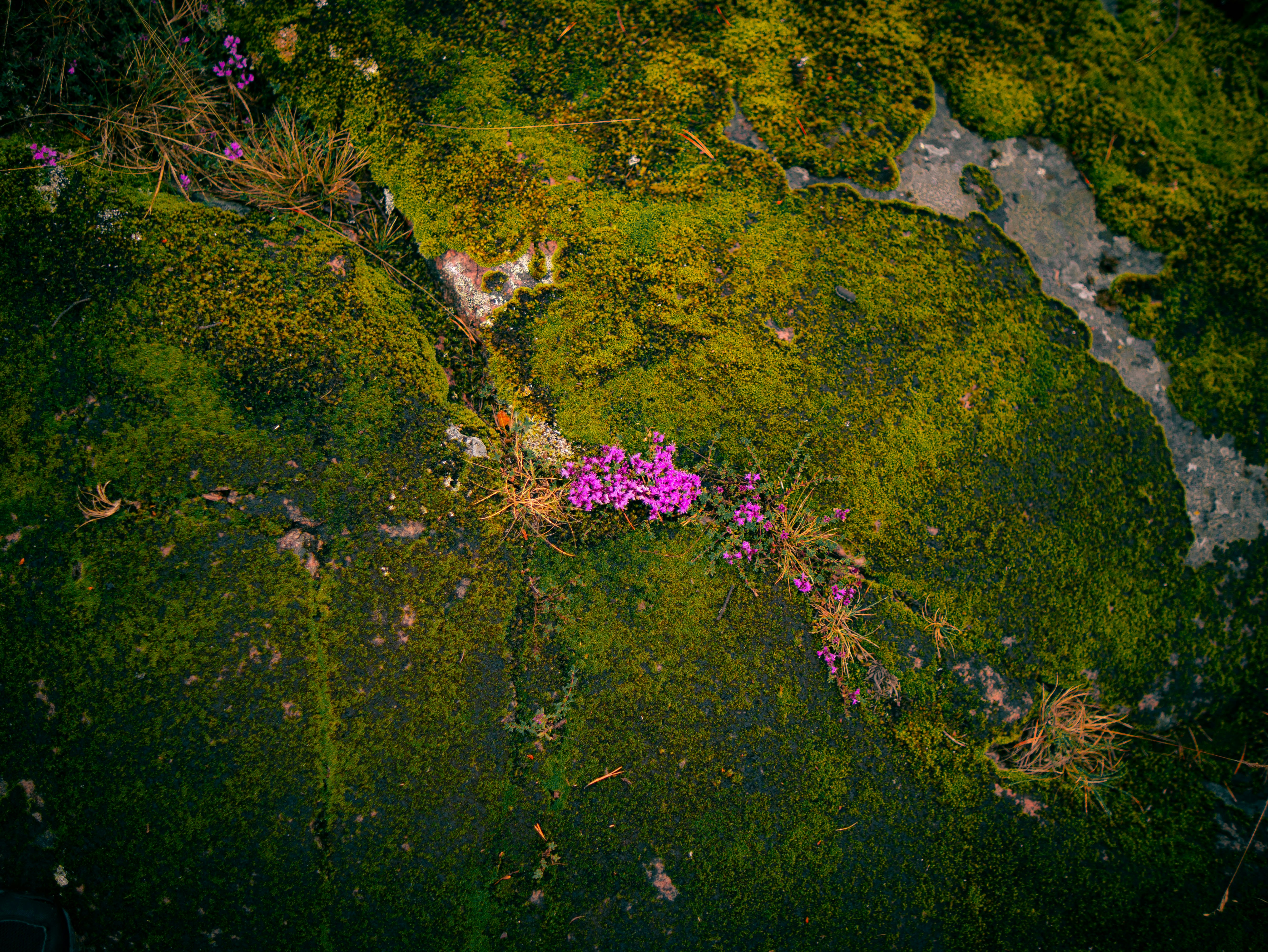 Mossy Quiet: A Scarlet Bloom among Verdant Crags