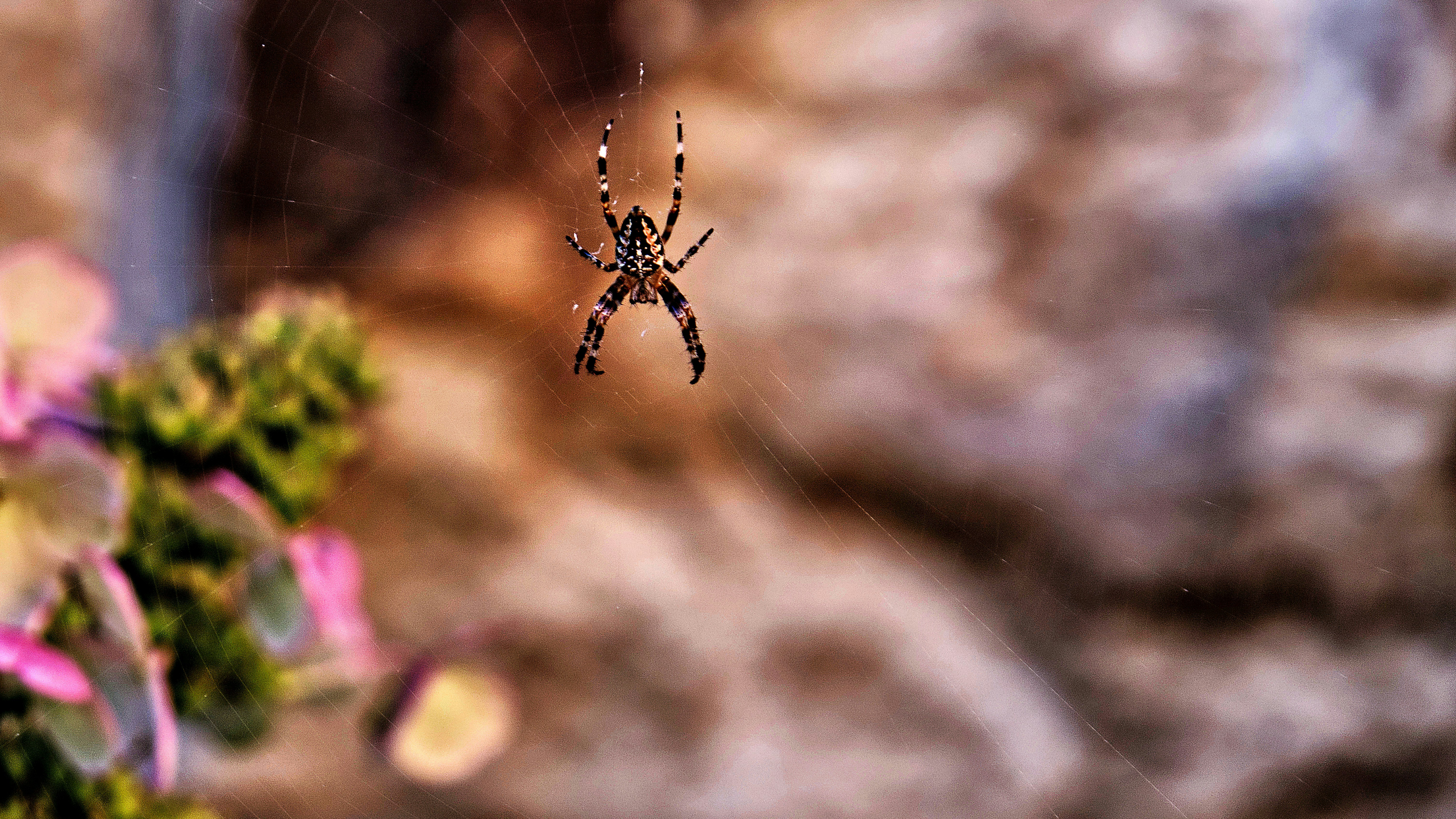 Delicate Arachnid in Midair: A Jumping Spider on a Silken Stage