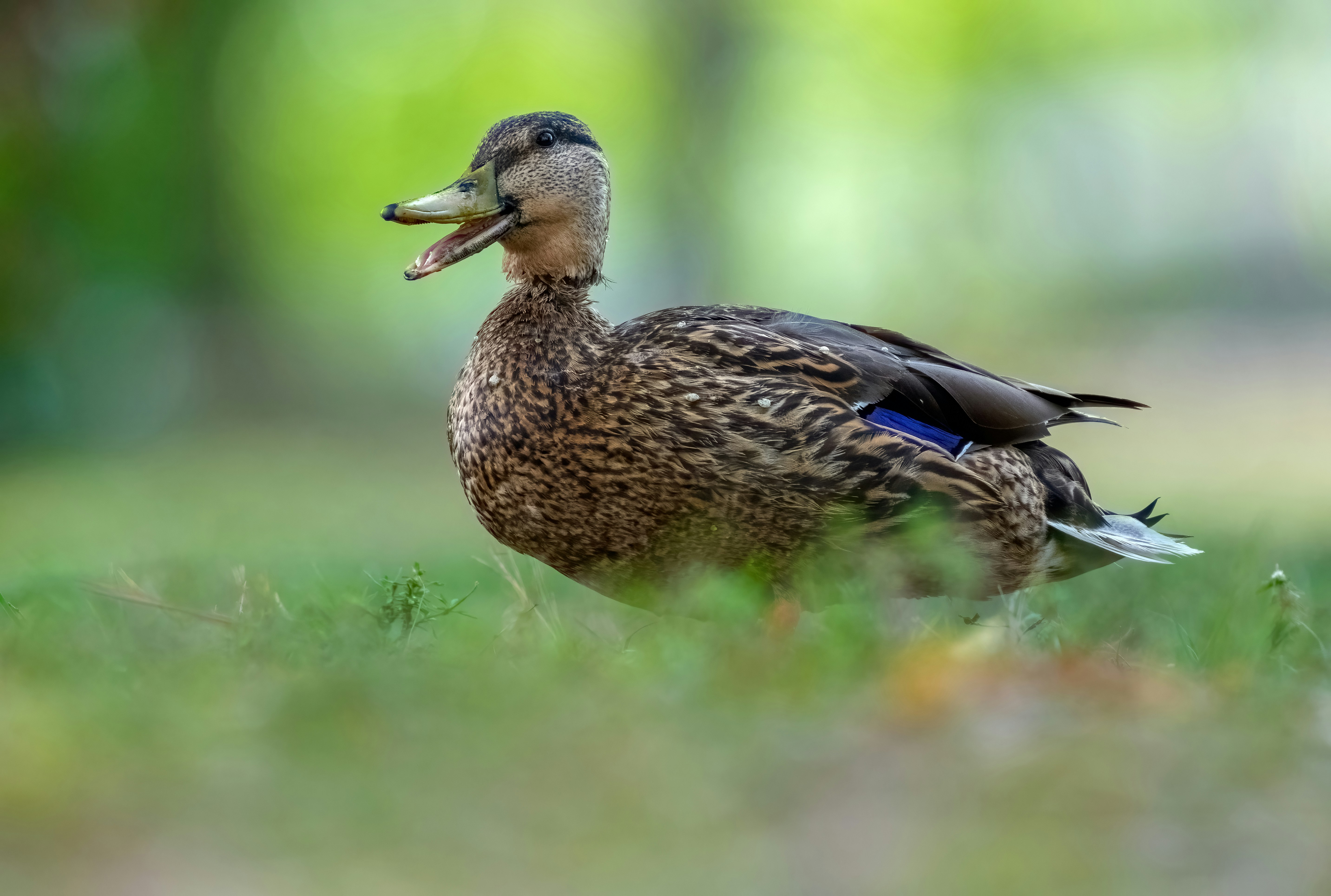 Muted Green Glade Runner: A Mallard Lounges in Soft Focus