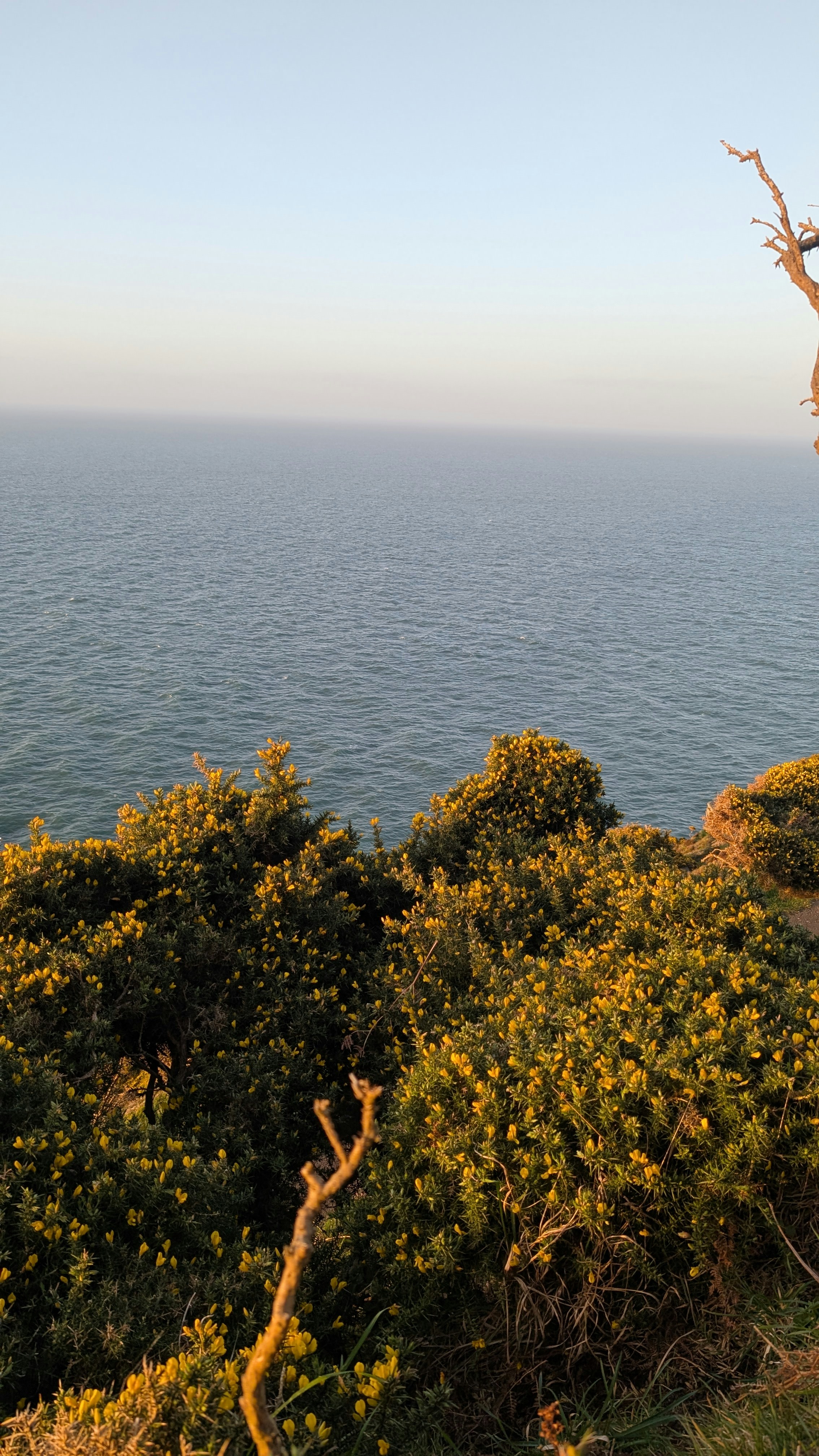 Coastal Cliffside Frame: Sea, Sky, and Golden Shrubs
