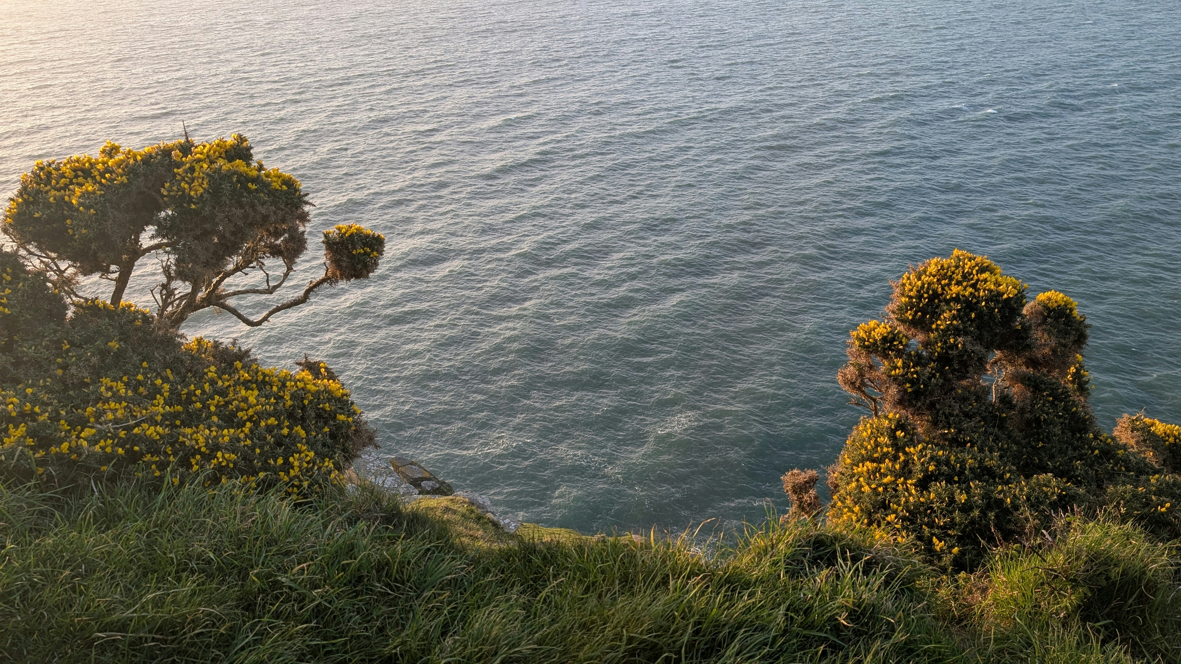 A stunning horizontal landscape photograph looking down from a grassy cliff edge over the open ocean. On either side, hardy gorse bushes bursting with vibrant yellow blossoms frame the view, catching the warm, soft glow of late-afternoon sunlight. Below, the textured, rippling surface of the blue-grey sea stretches out peacefully into the distance. This scenic coastal view is ideal for desktop wallpapers, nature publications, and travel-themed editorial designs.