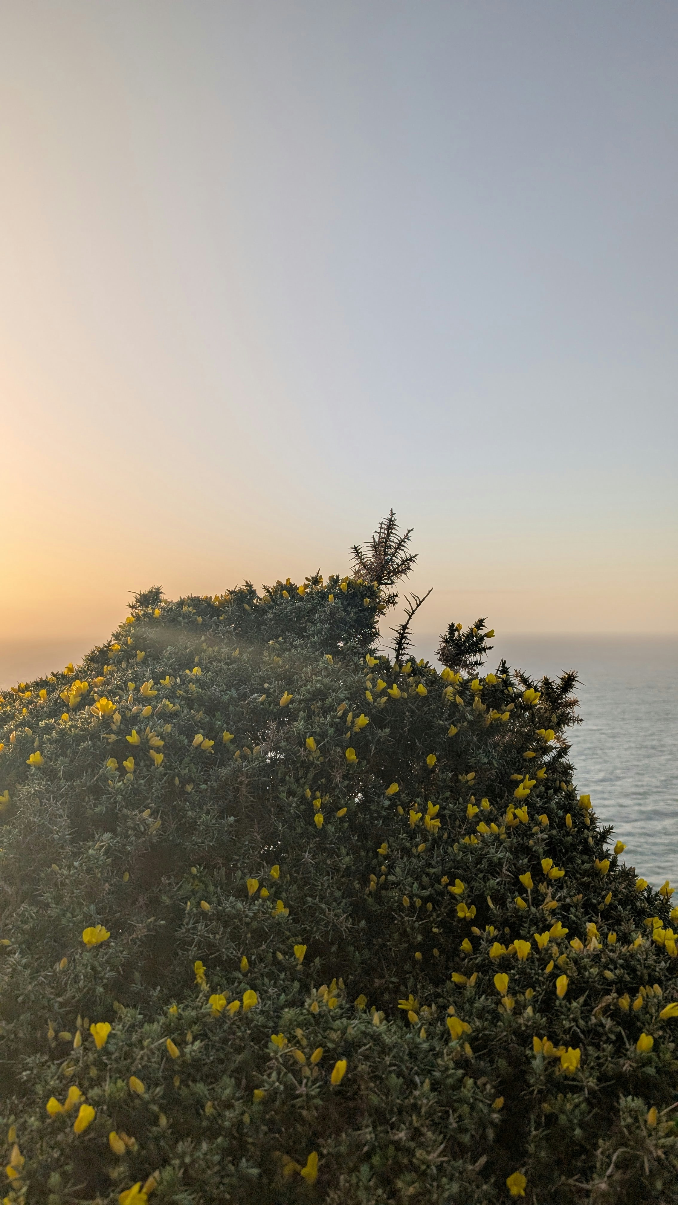 Sunlit Coastal Cliffs in Bloom