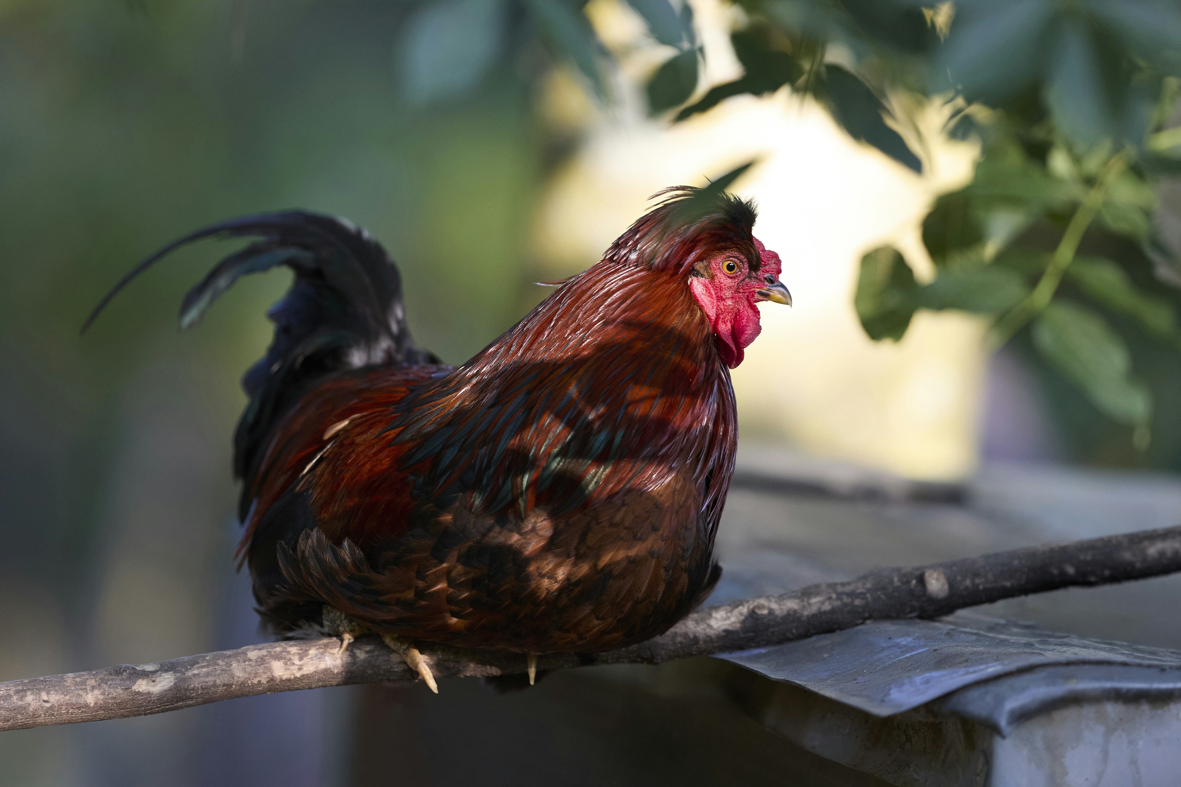 Red Rooster on a Branch: Dappled Light and Iron Will