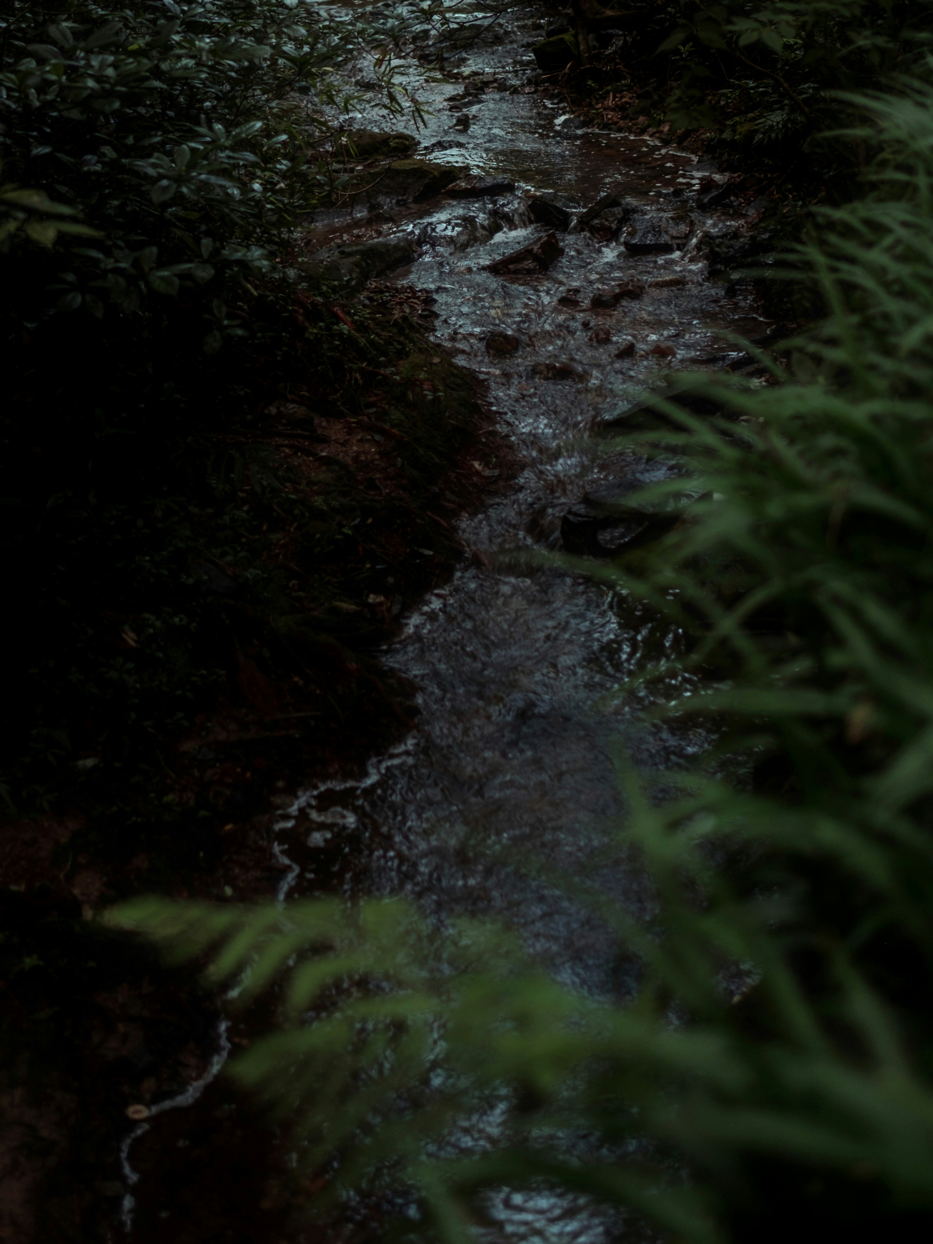 A Shadowed Stream Winding Through Quiet Ferns