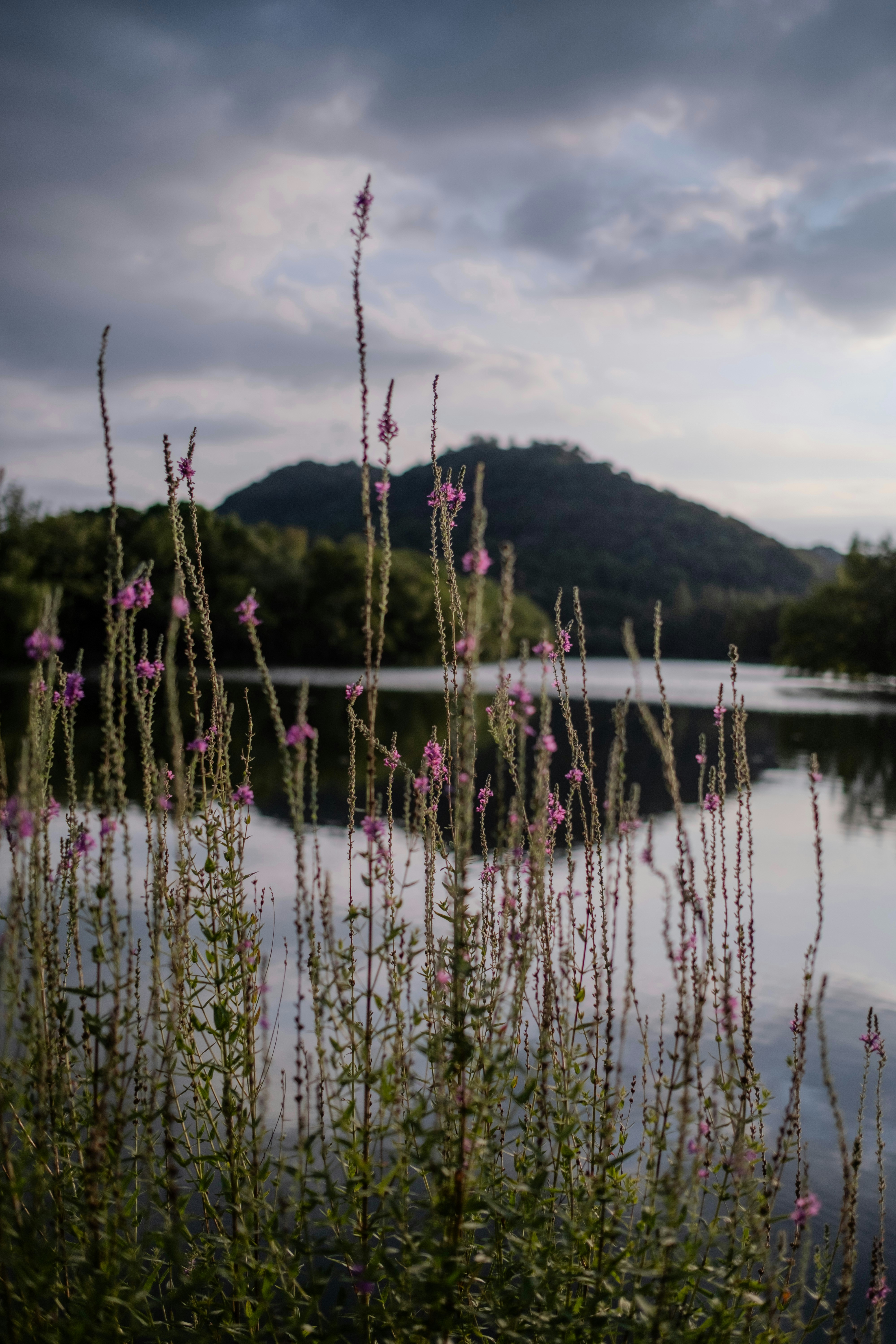 Pink-awned Wildflowers Framing a Quiet Lake