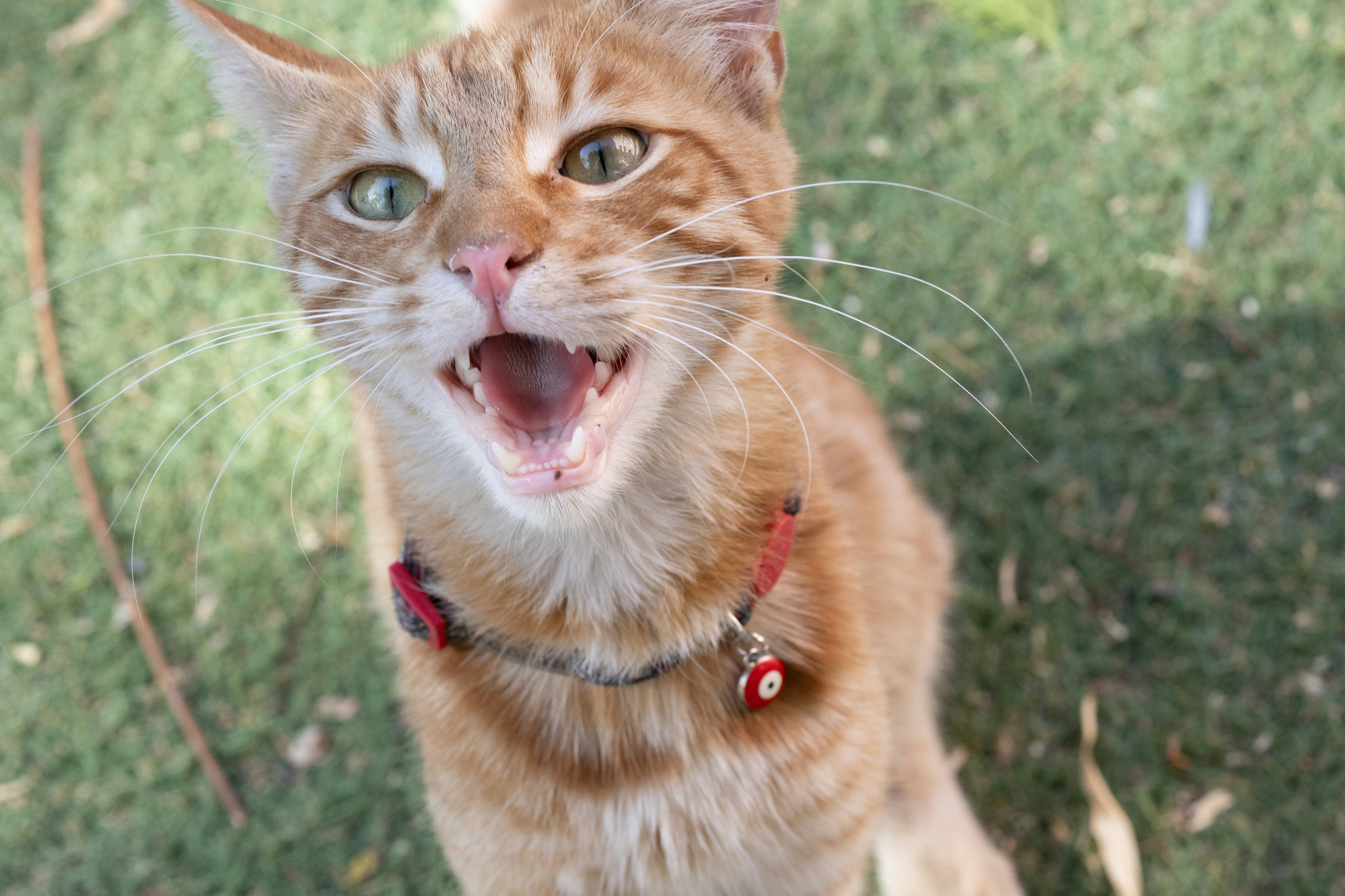 Alarmed Whiskers: Orange Cat’s Wide-Eyed Moment