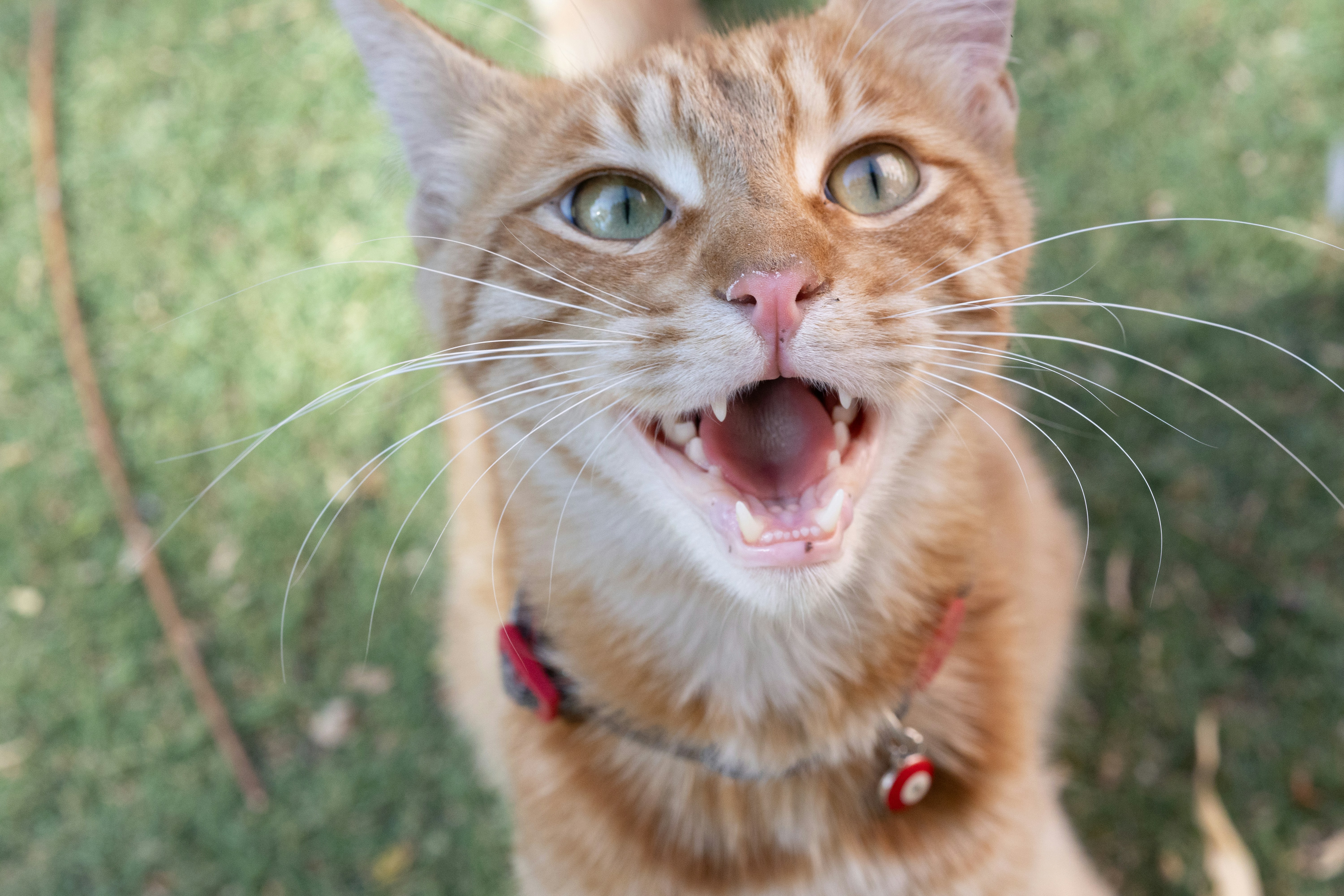 Close-up Cat Open-Mouthed Meow: A Candid Moment