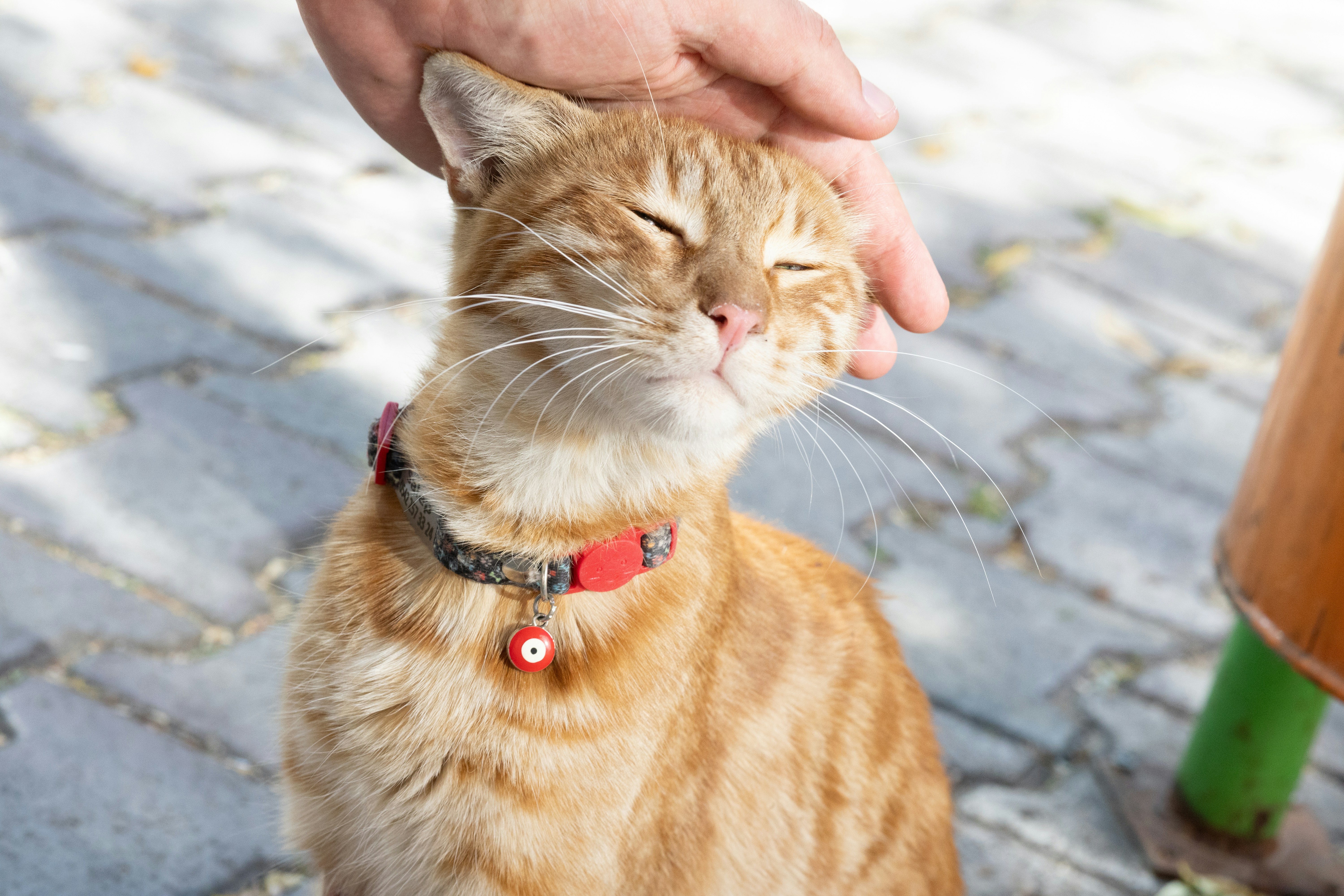 Petting a Contented Orange Cat Under Gentle Hands