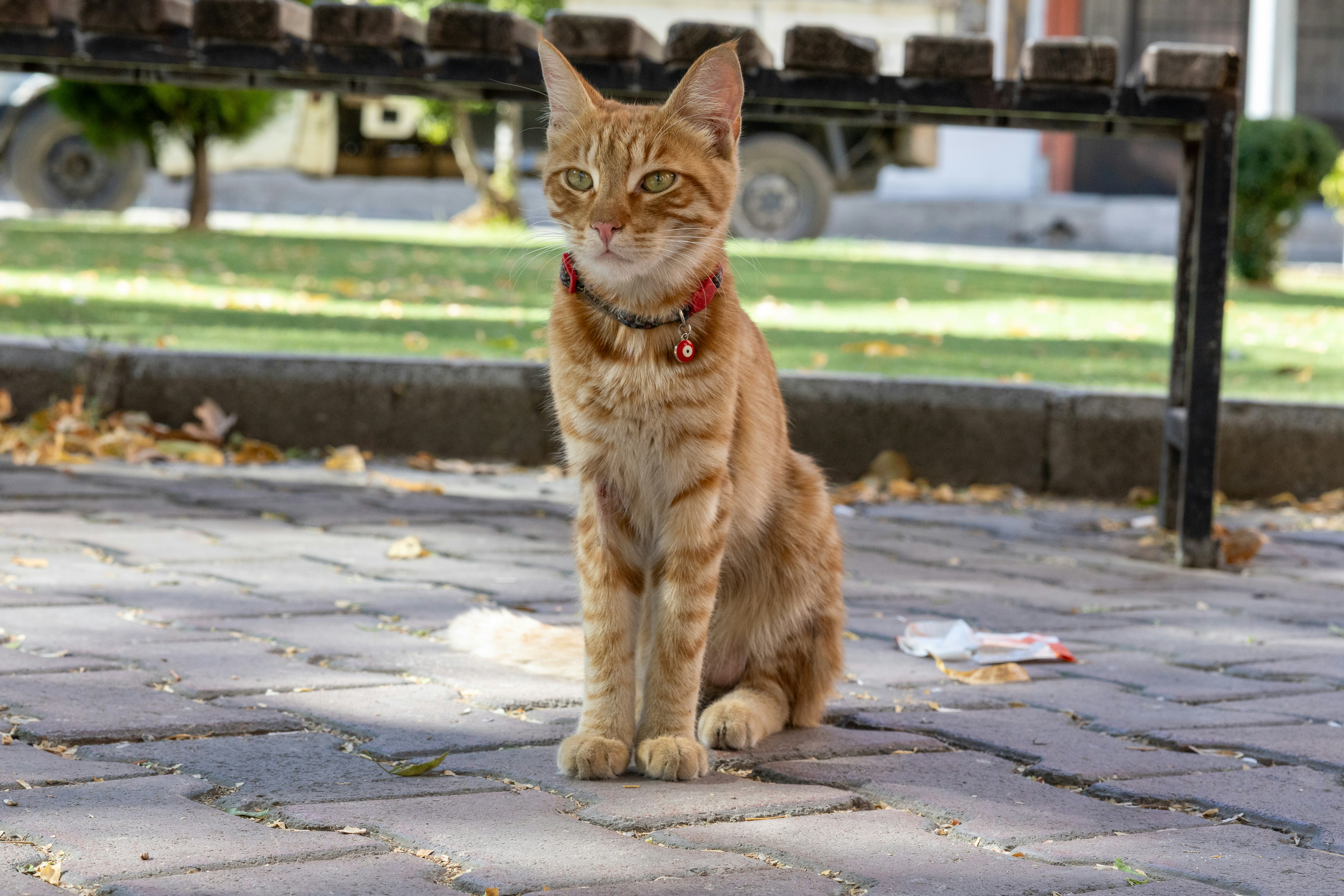 Orange tabby in park stance under bench with fallen leaves