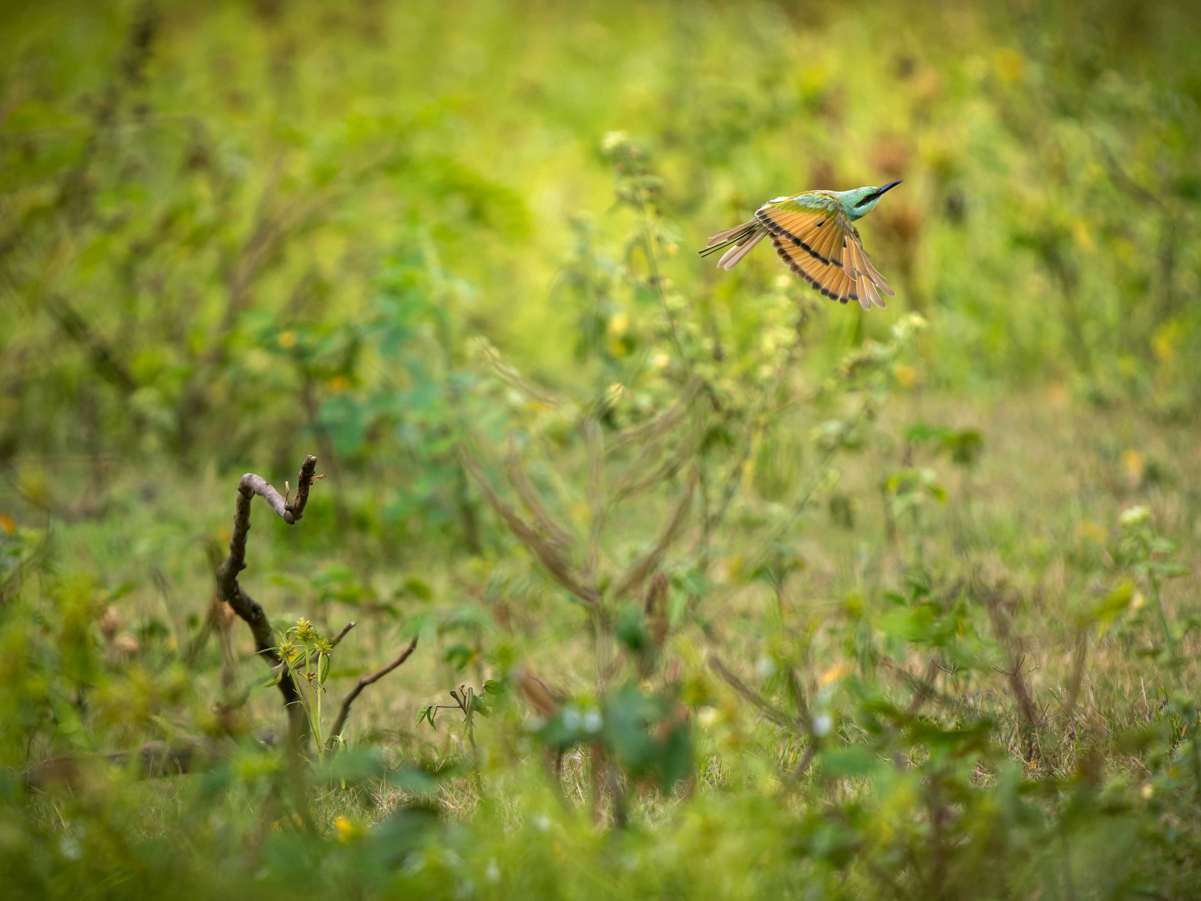 A Tiny Monarch in a Meadow Flight