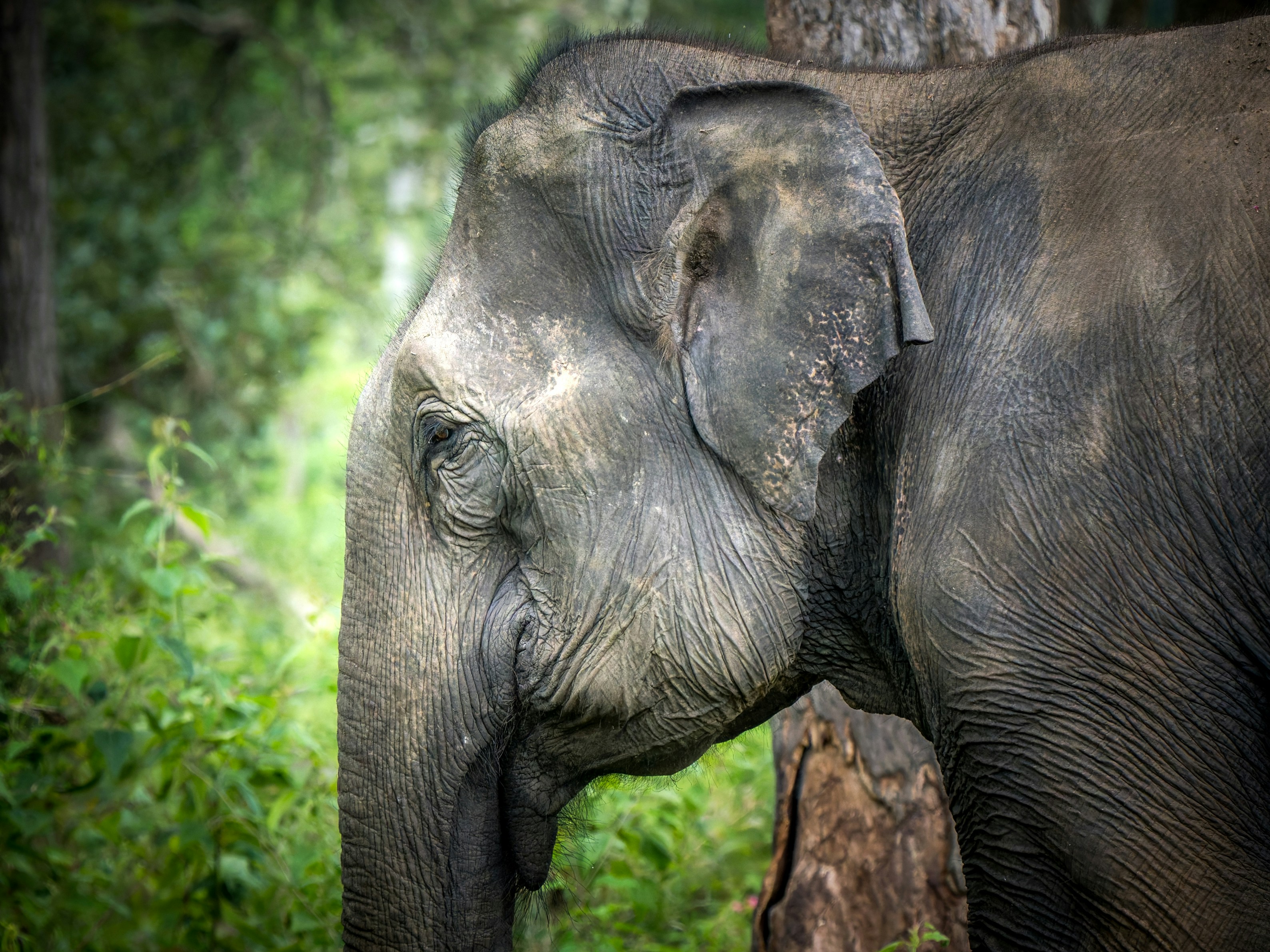 Gentle Giant in a Green Gallery