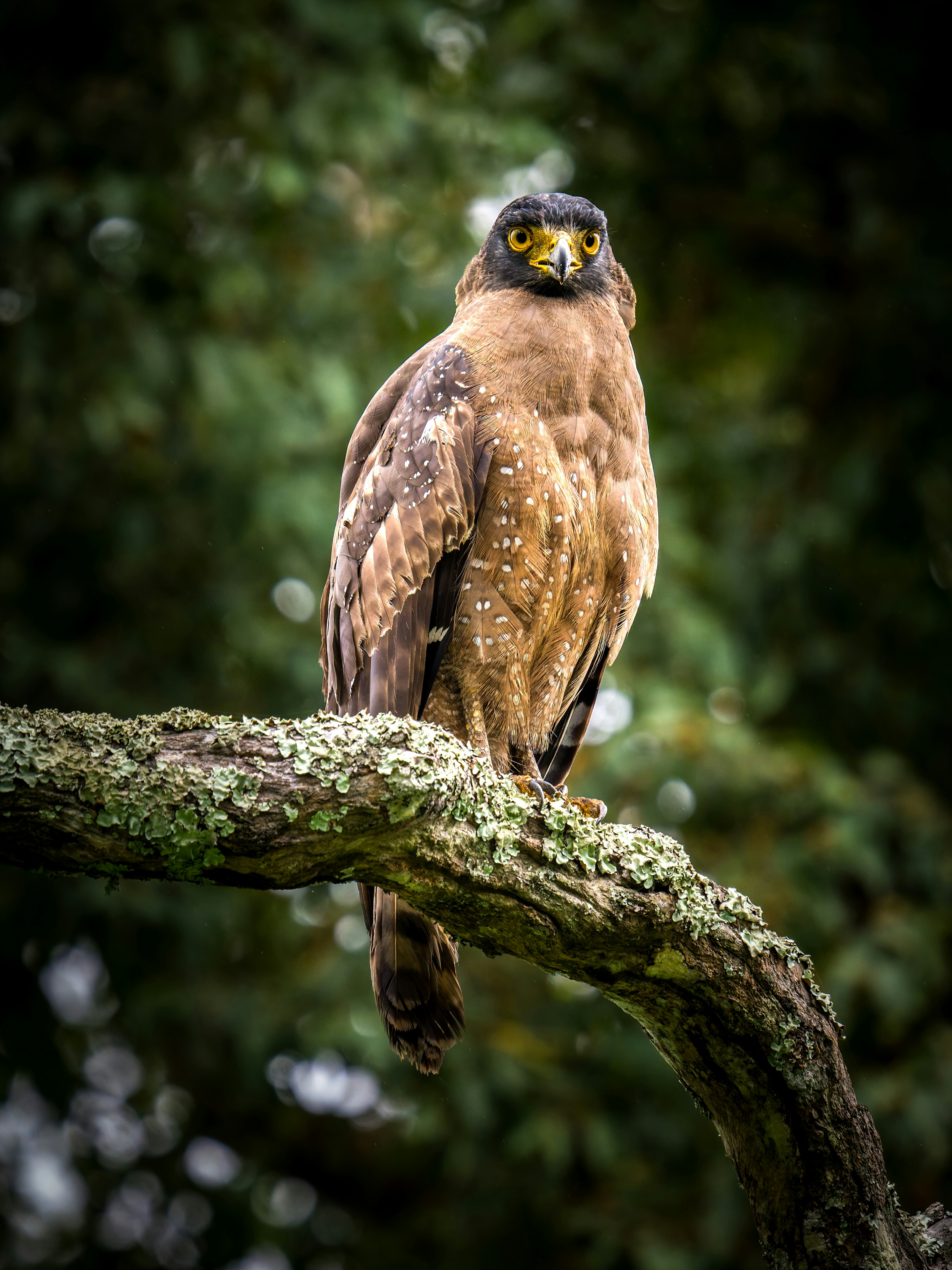 Raptor on the Mossy Bough: A Focused Glance