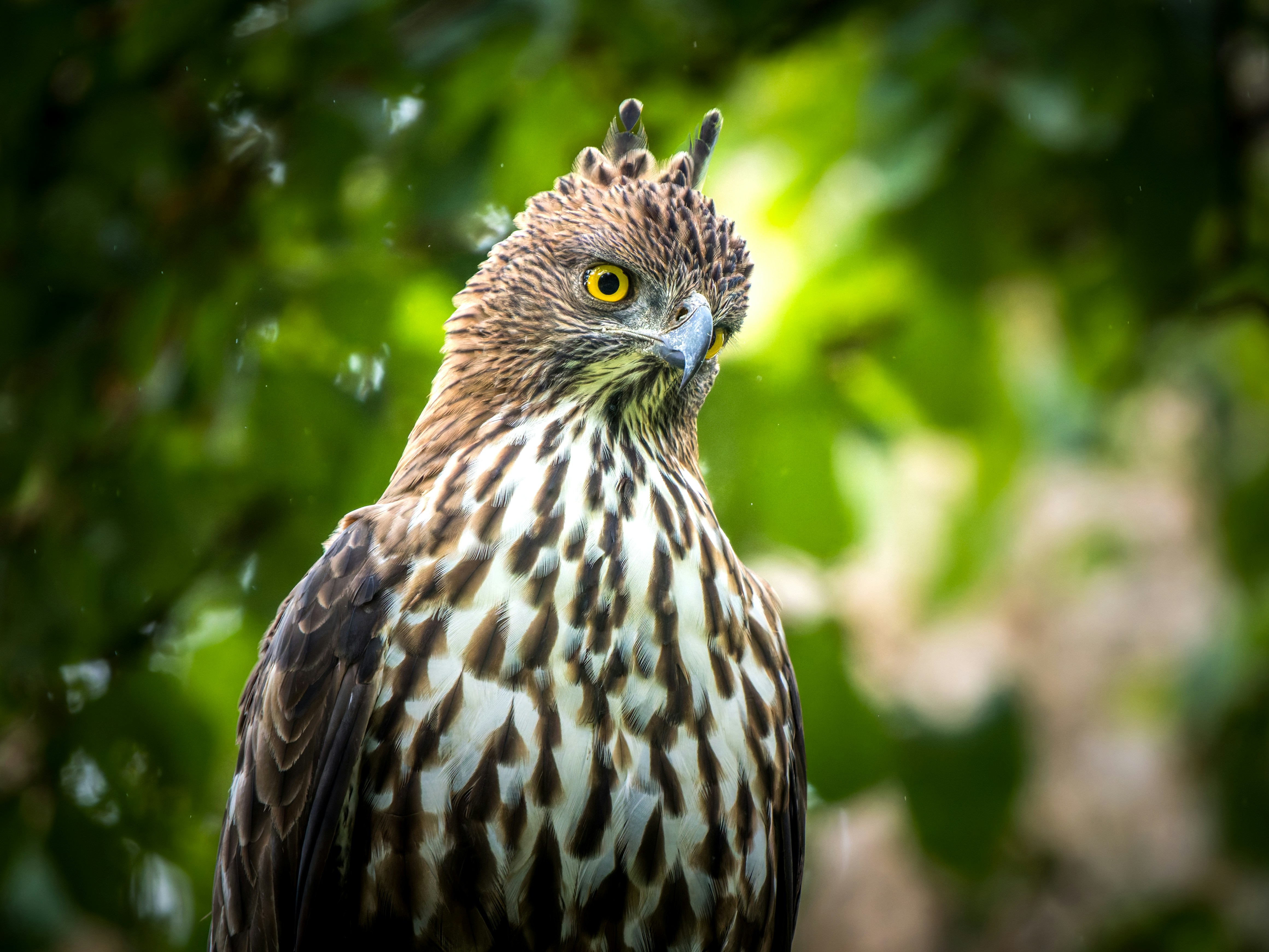 Hawk's Watchful Gaze in Dappled Light