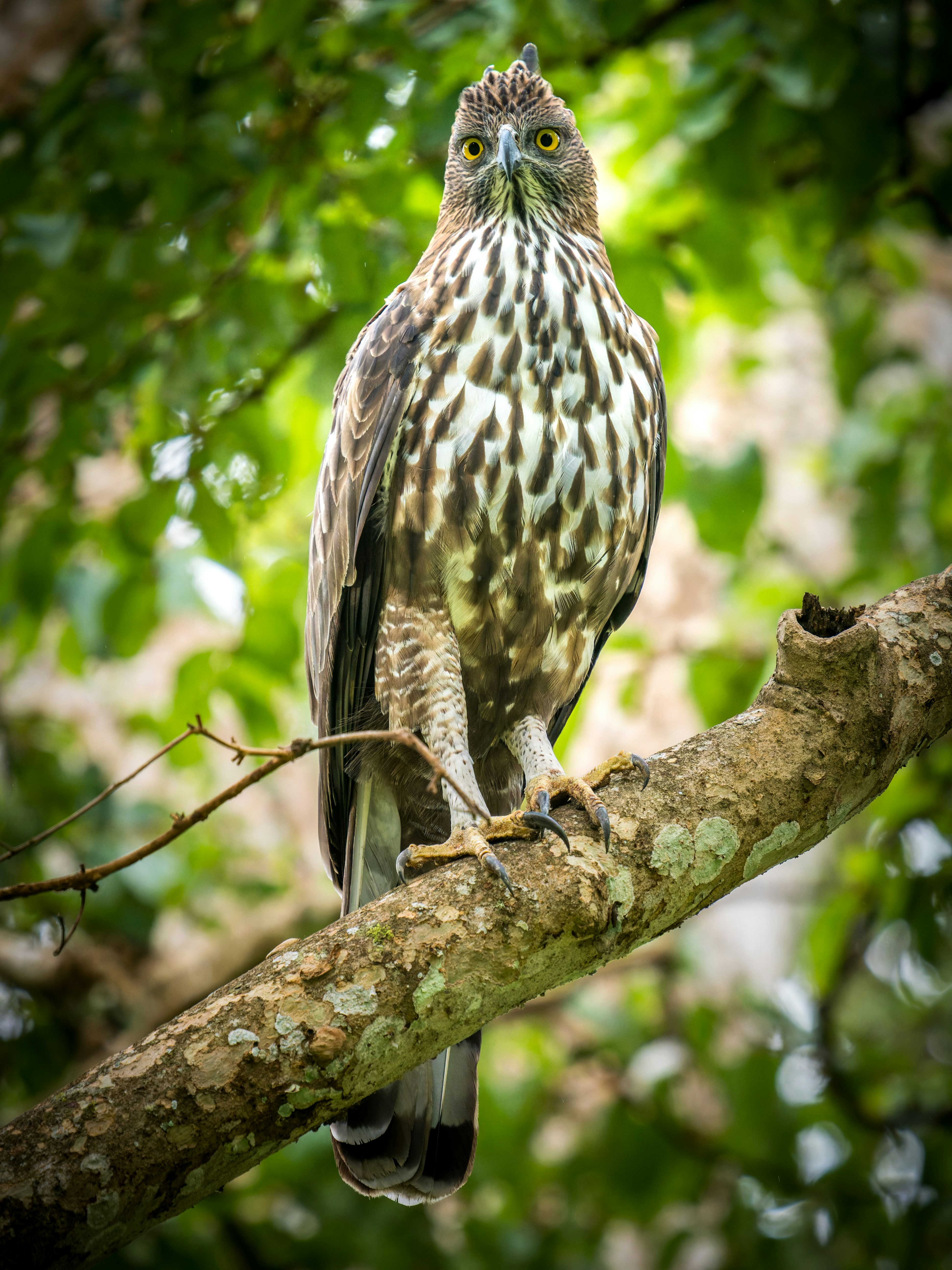Raptor Reigns: A watchful hawk perches on a sunlit branch